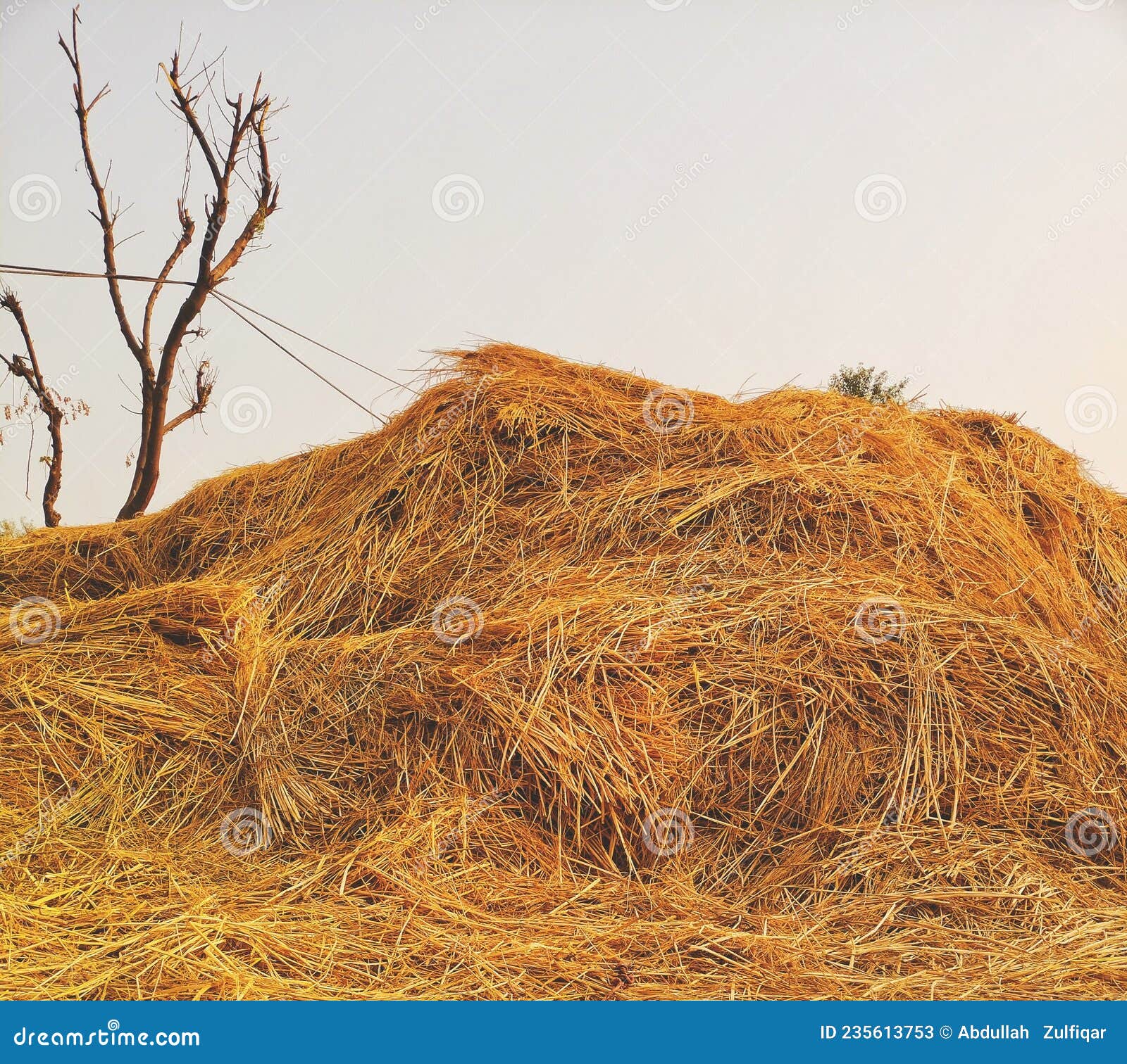 Raw material of rice paddy stock image. Image of paddy - 235613753