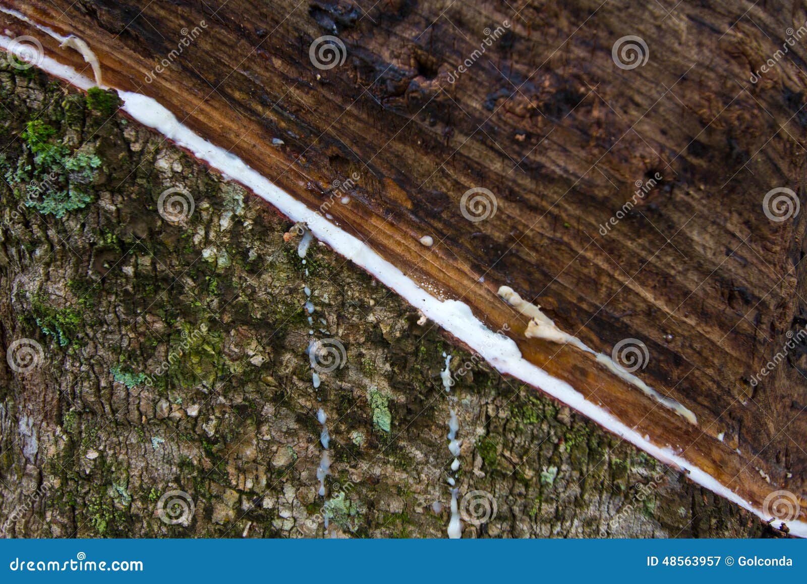 Raw material rubber tree stock image. Image of forest - 48563957