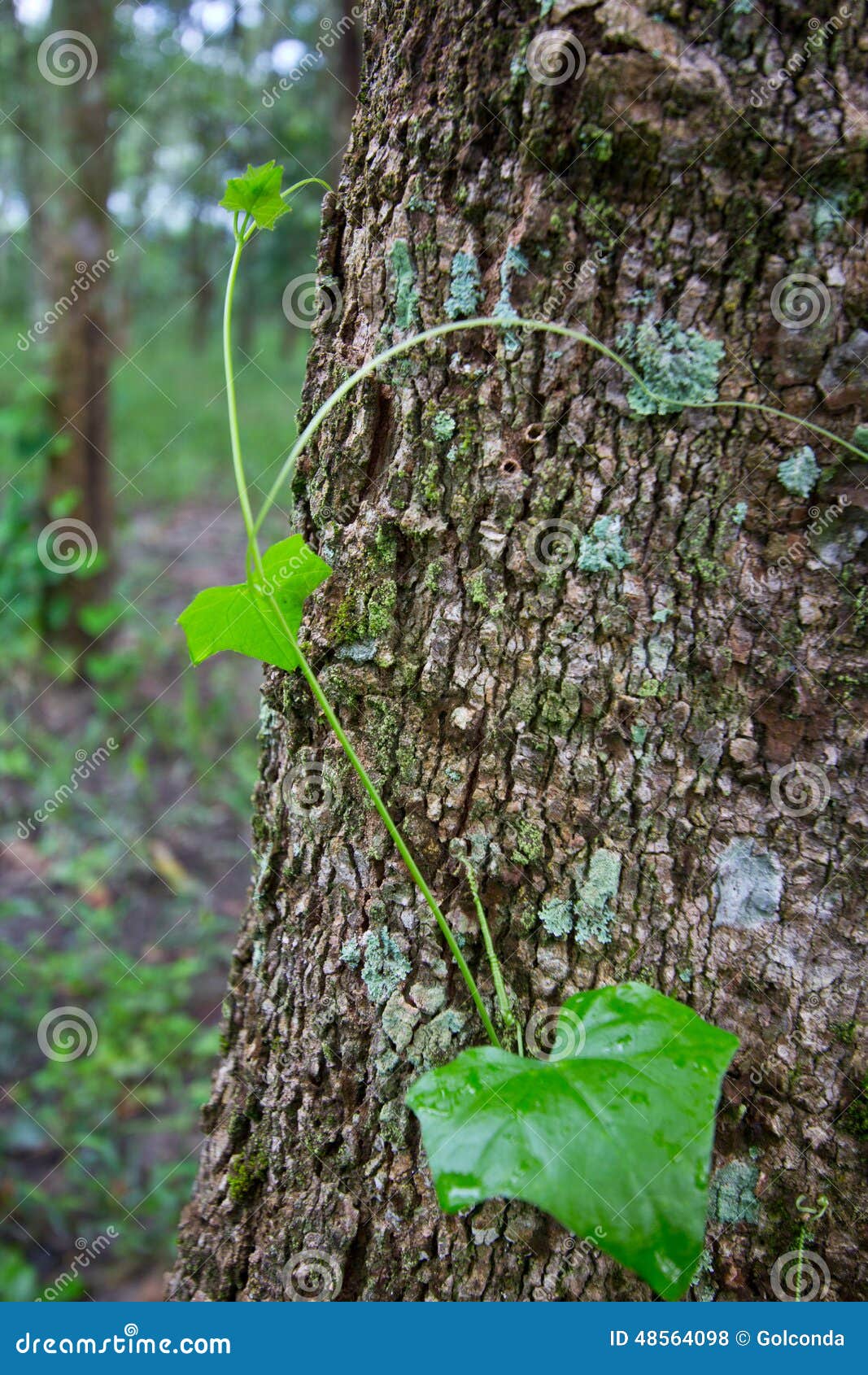 Raw material rubber tree stock photo. Image of natural - 48564098