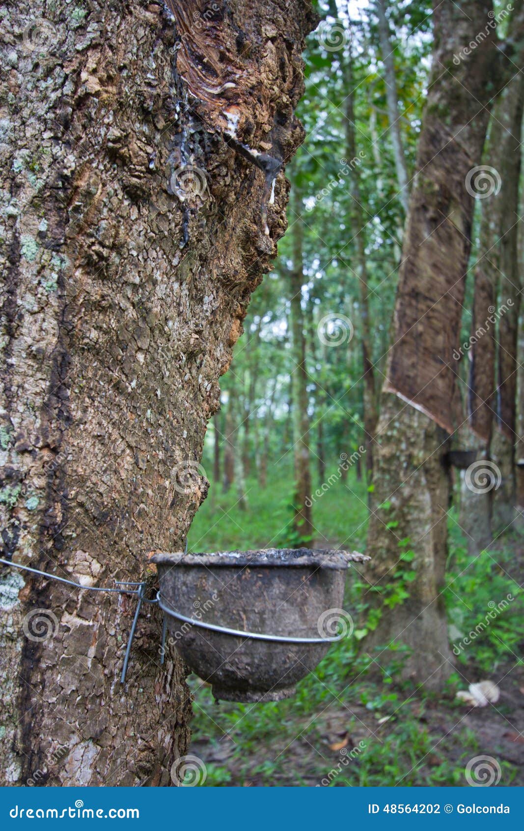 Raw material rubber tree stock photo. Image of commodity - 48564202