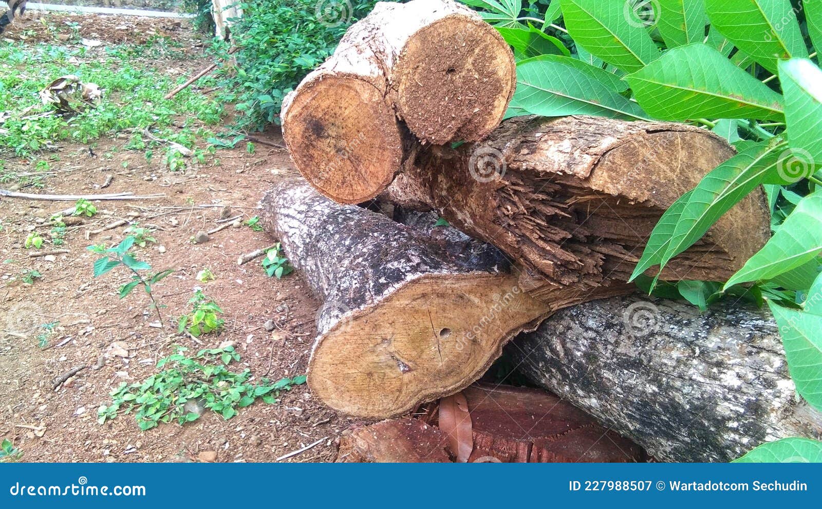 Raw material tree cut stock image. Image of produce - 227988507