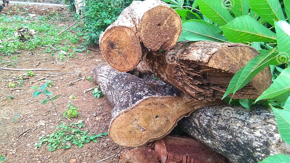 Raw material tree cut stock image. Image of produce - 227988507