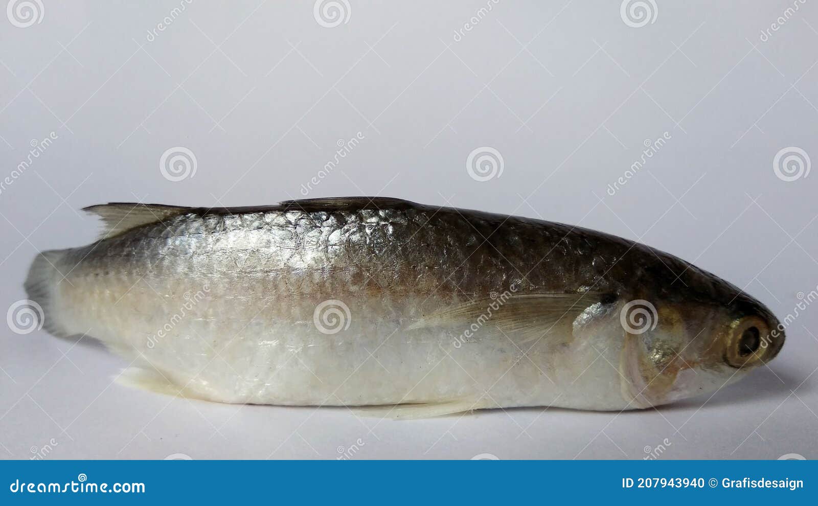 Raw Milkfish Isolated on White Background Stock Photo - Image of ...