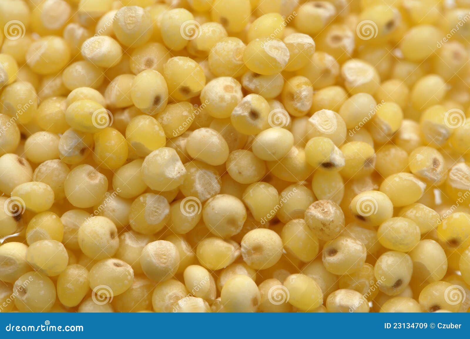 Raw millet stock image. Image of nutritious, glaucum - 23134709