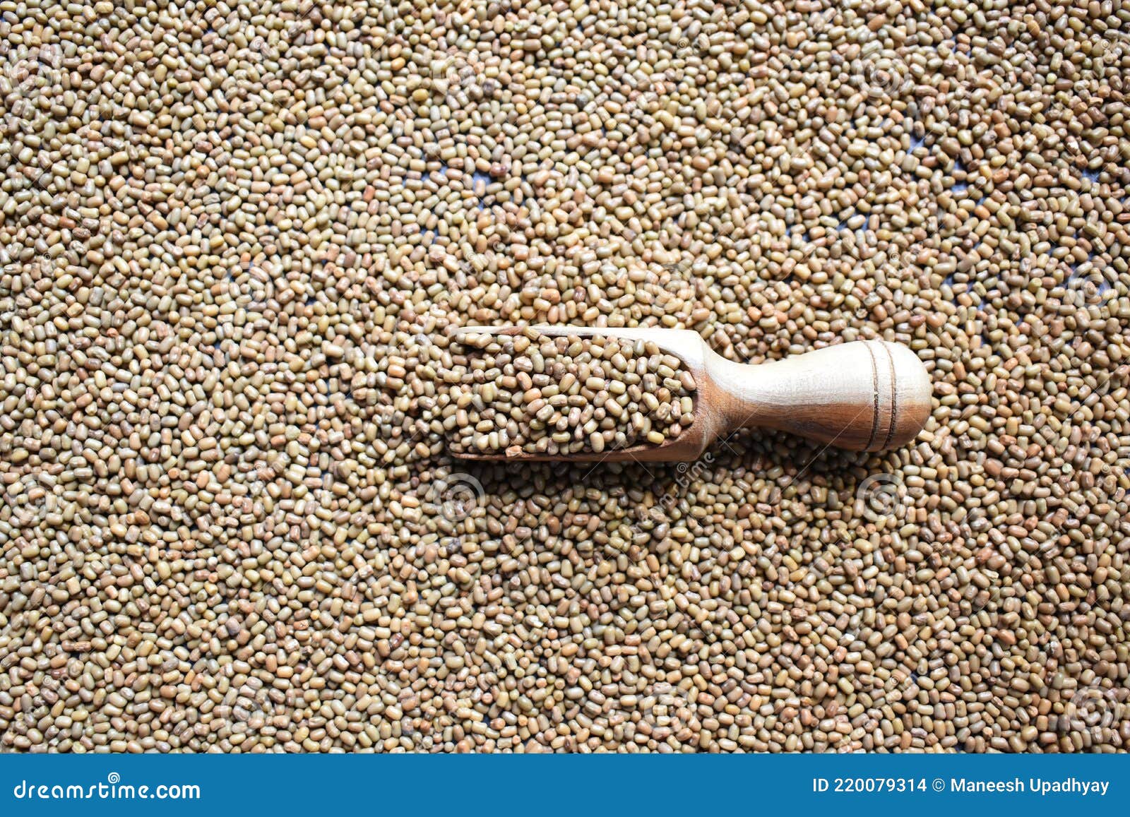 Moth Beans Vigna Aconitifolia Stock Photography | CartoonDealer.com ...