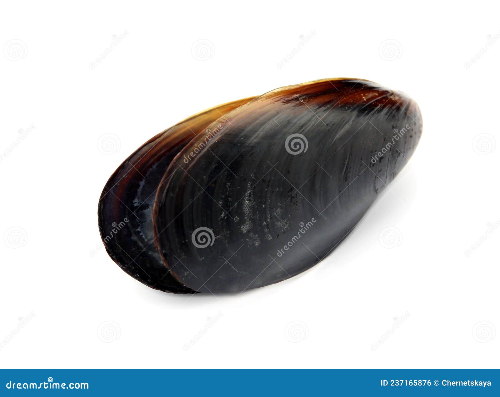 Raw Mussel in Shell Isolated on White Stock Photo - Image of seafood ...