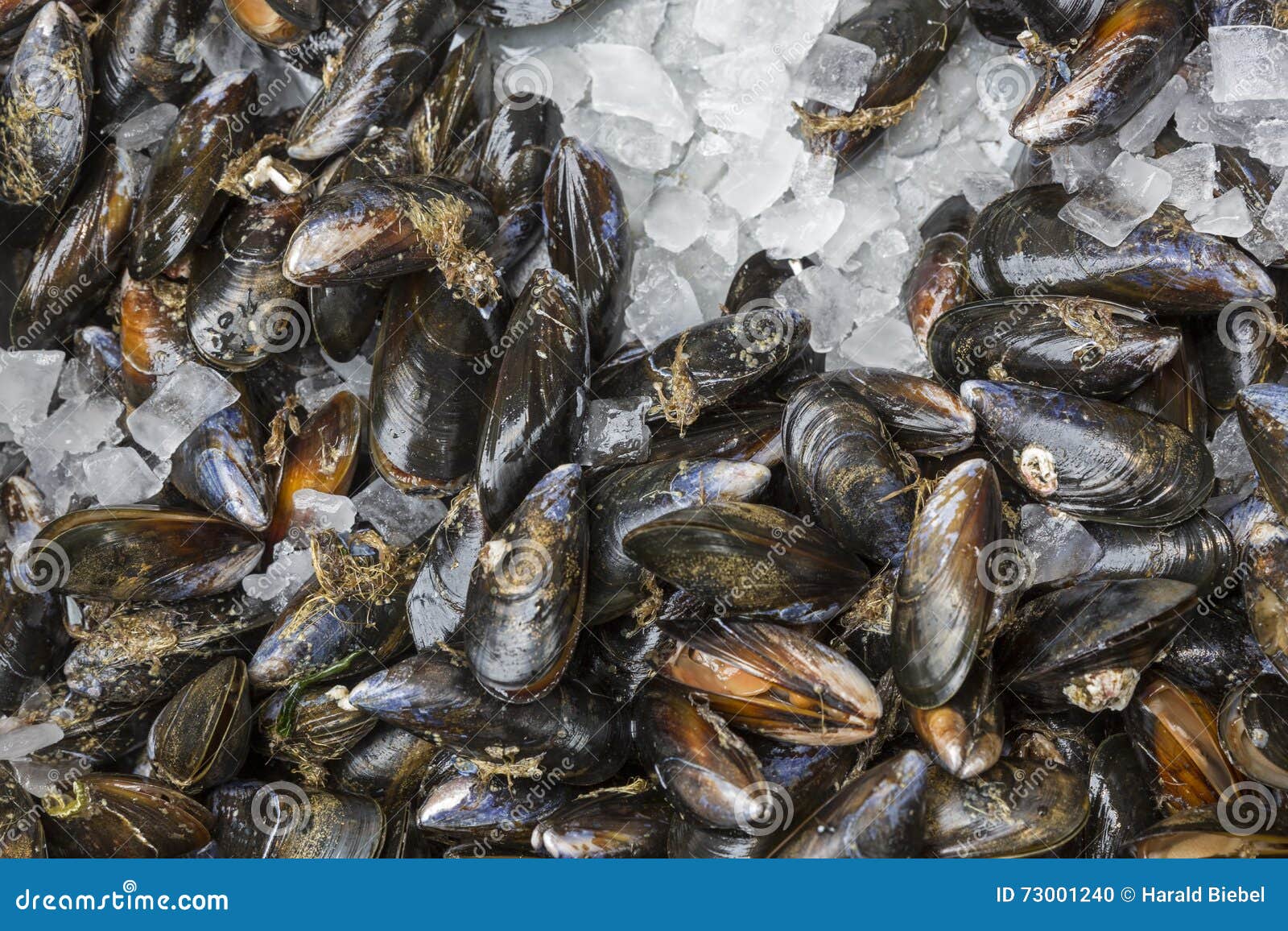 Raw mussels stock photo. Image of market, delight, ocean - 73001240