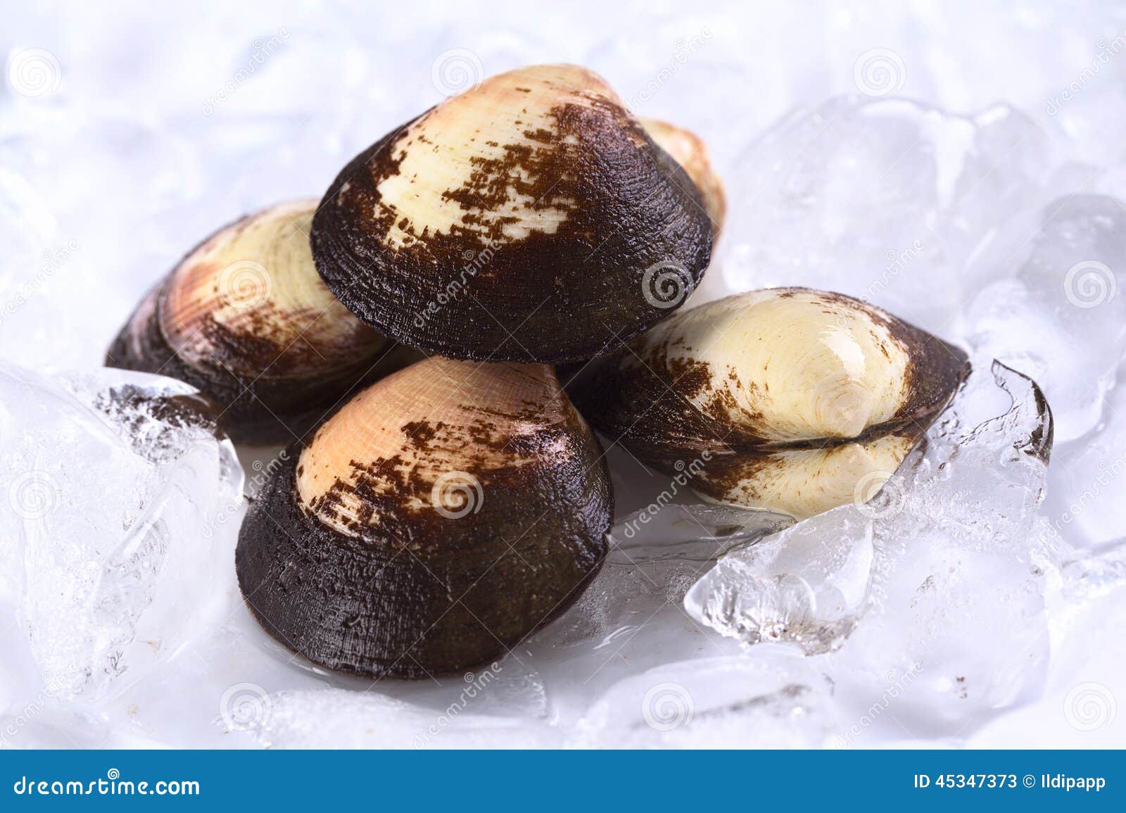 Raw Mussels on Ice stock image. Image of shellfish, seafood - 45347373