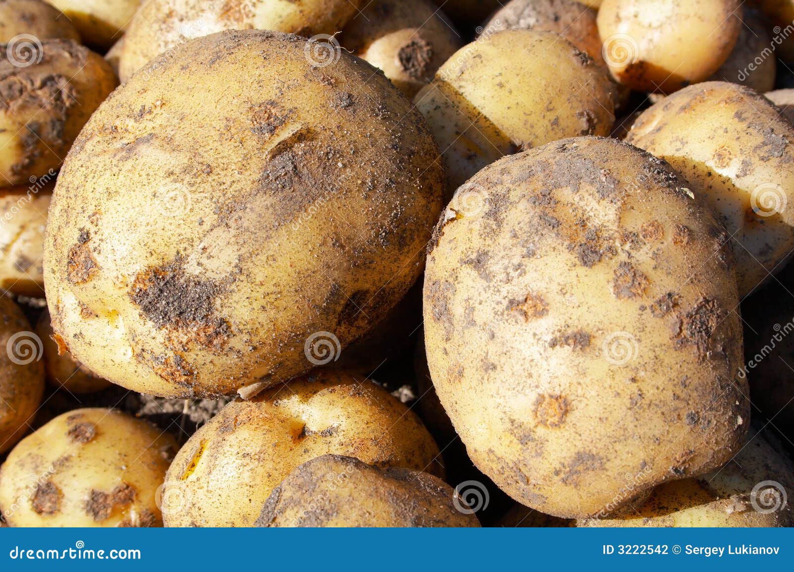 Raw new potatoes stock photo. Image of skin, texture, harvest - 3222542