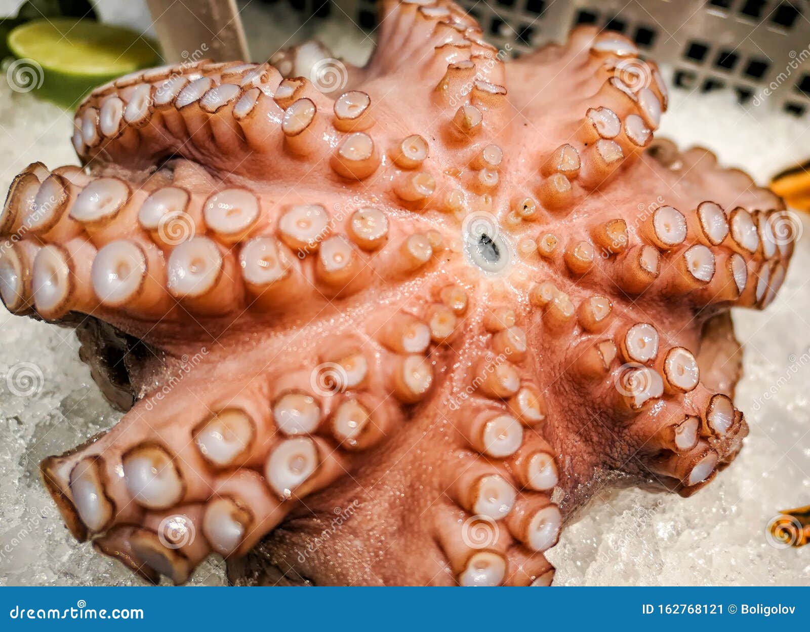 Raw Ocean Octopus Meat on Cold White Ice Pieces Stock Image - Image of ...
