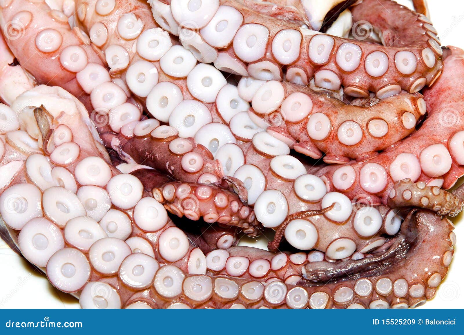 Raw octopus stock image. Image of suction, creature, seafood - 15525209