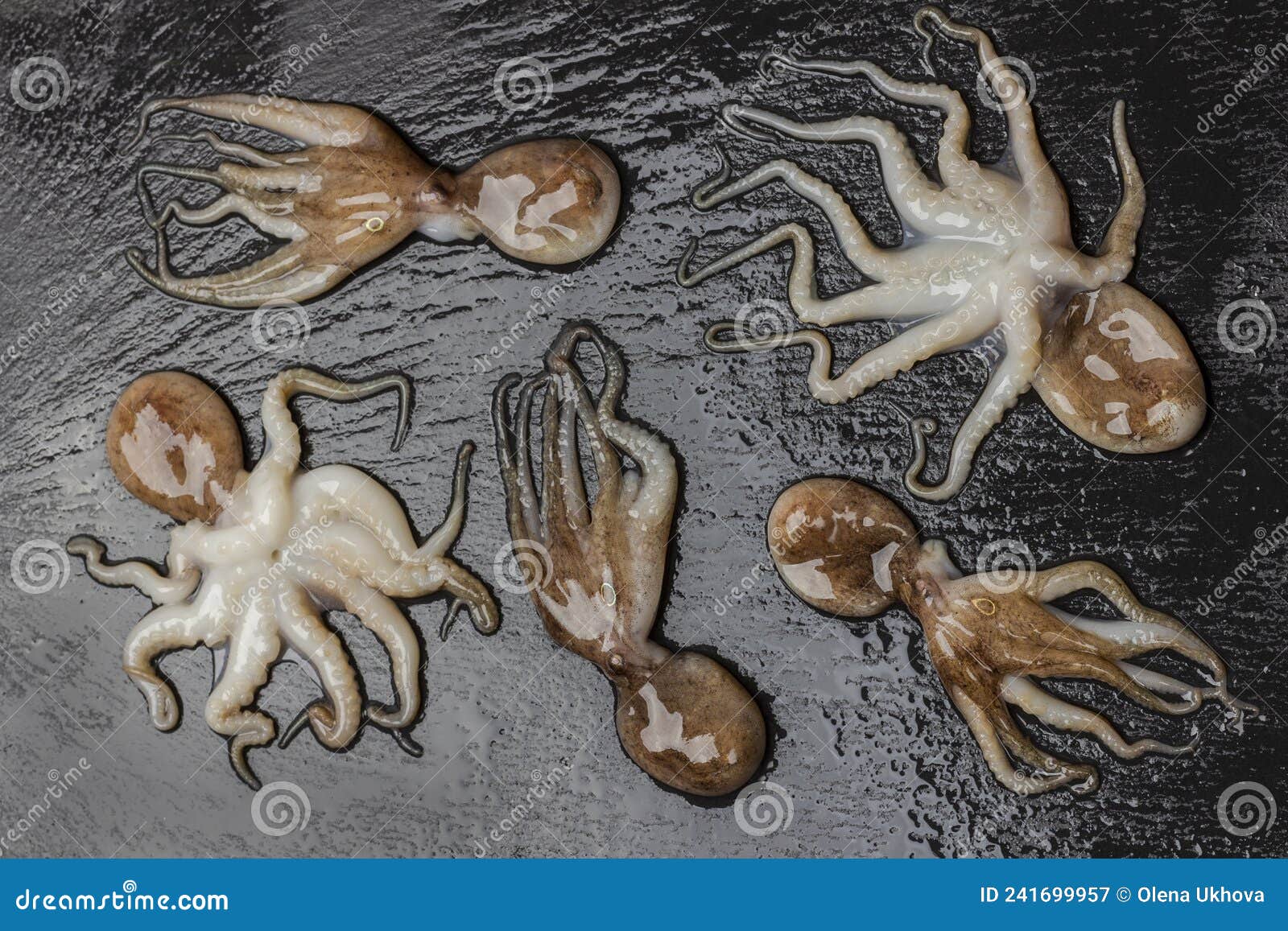 Raw Octopus Babies on Wet Stone Board Stock Image - Image of healthy ...