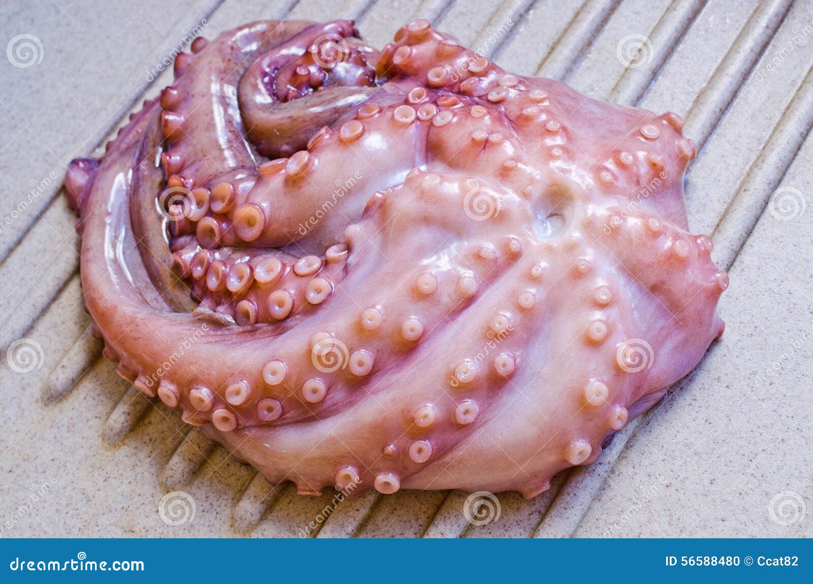 Raw octopus stock photo. Image of tentacle, macro, object - 56588480