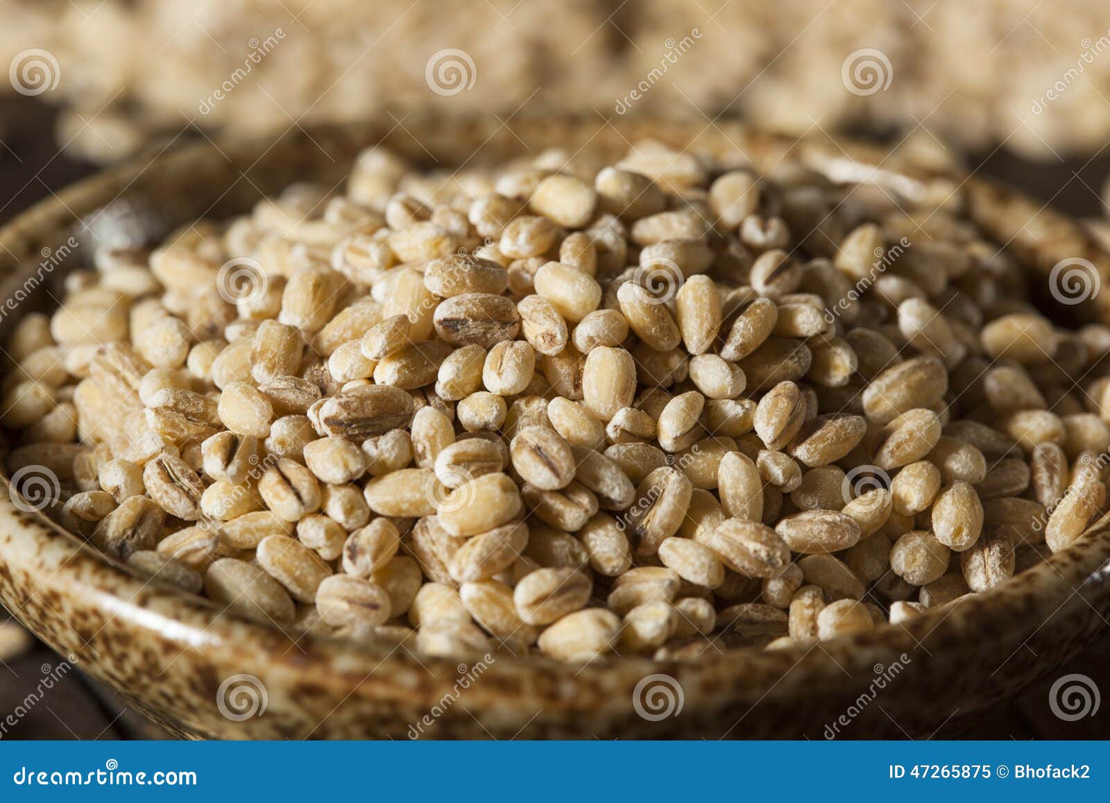 Raw Organic Barley Grain stock image. Image of crop, grain - 47265875