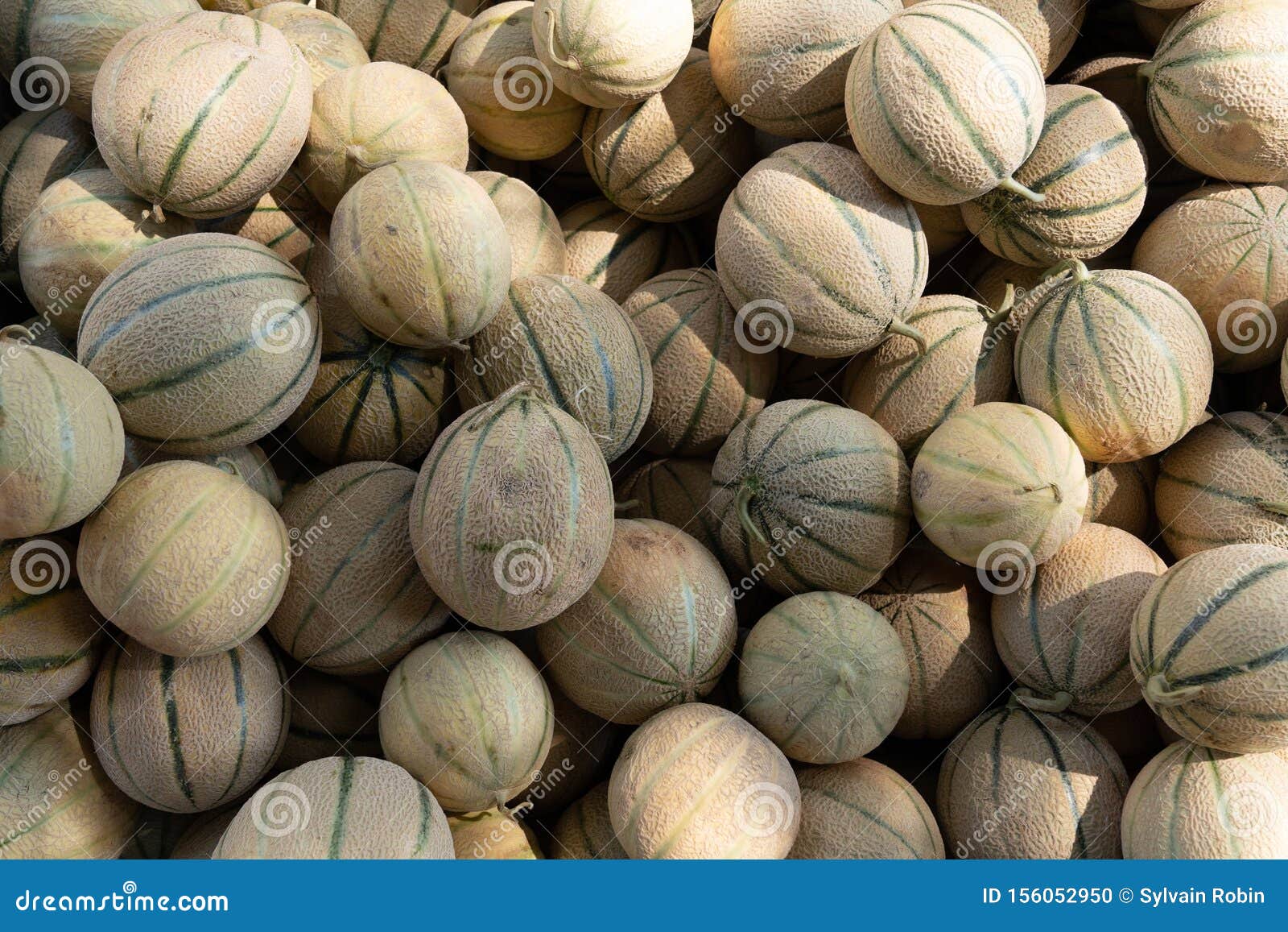 Raw Organic Beautiful Rock Cantaloupe Melon Stock Photo - Image of path ...