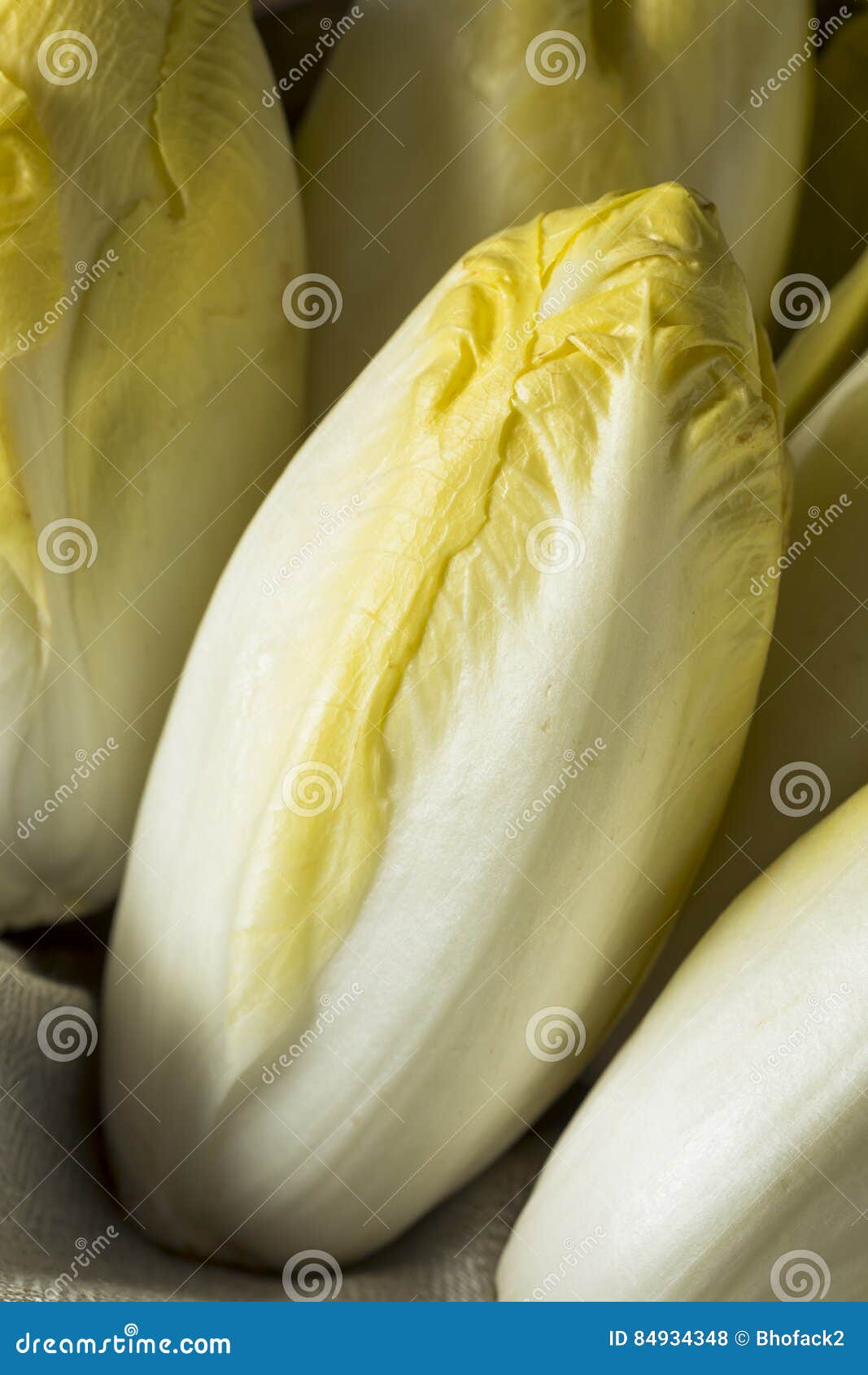 Raw Organic Belgian Endive stock photo. Image of endive - 84934348