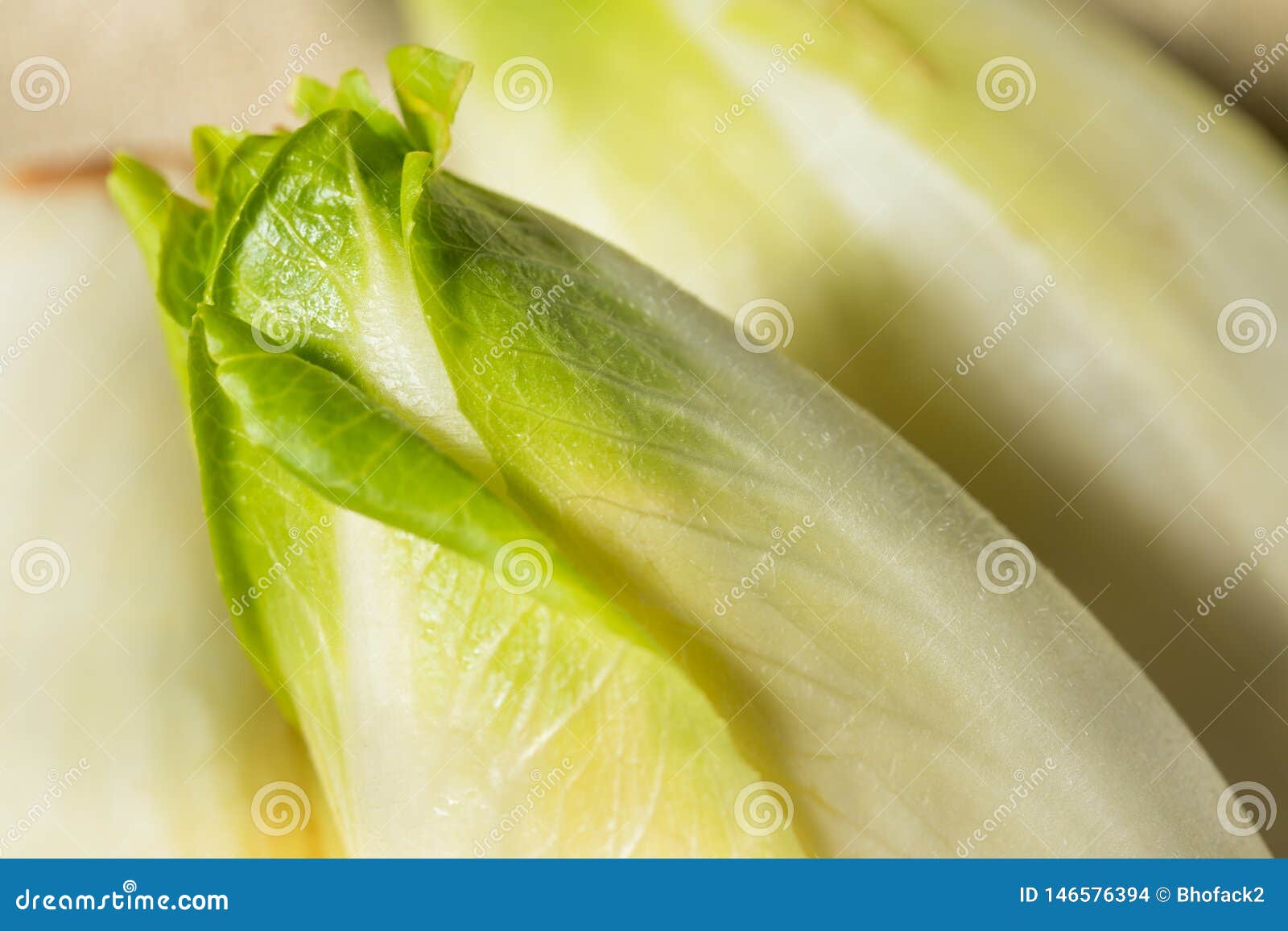 Raw Organic Belgian Endive stock photo. Image of cuisine - 146576394