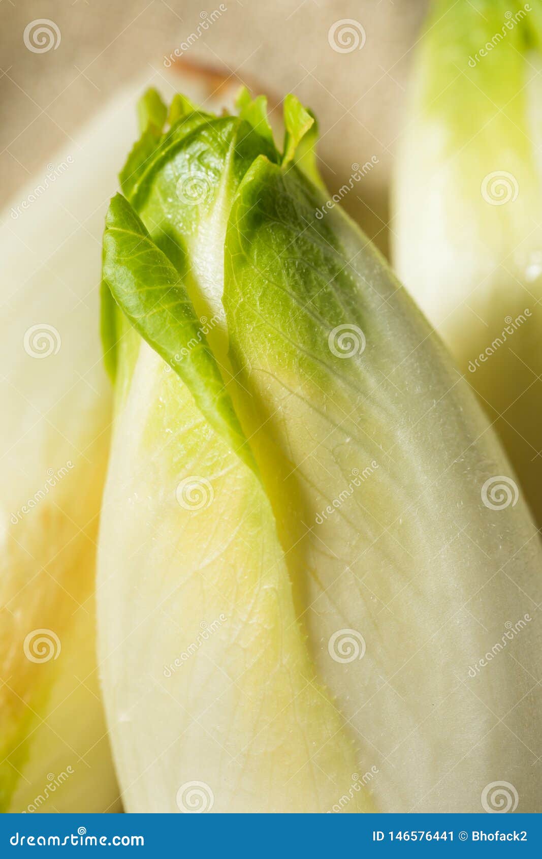 Raw Organic Belgian Endive stock image. Image of cuisine - 146576441