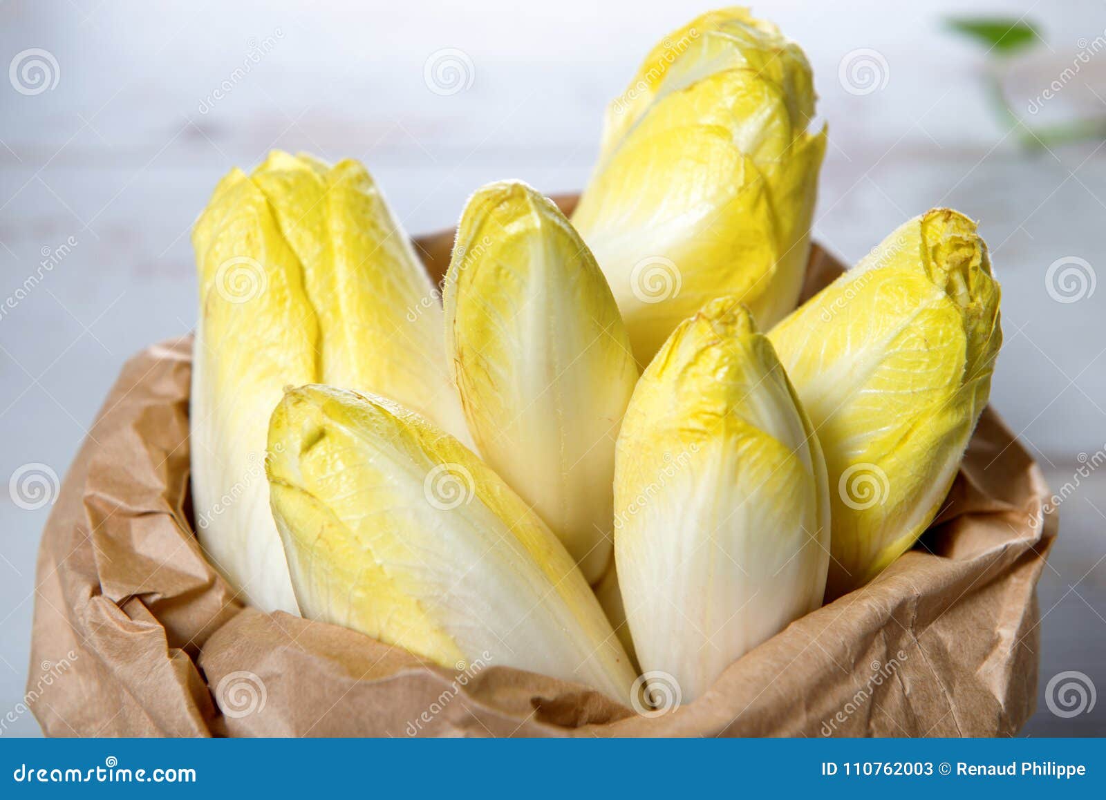 Raw Organic Belgian or French Endive Stock Image - Image of endivia ...