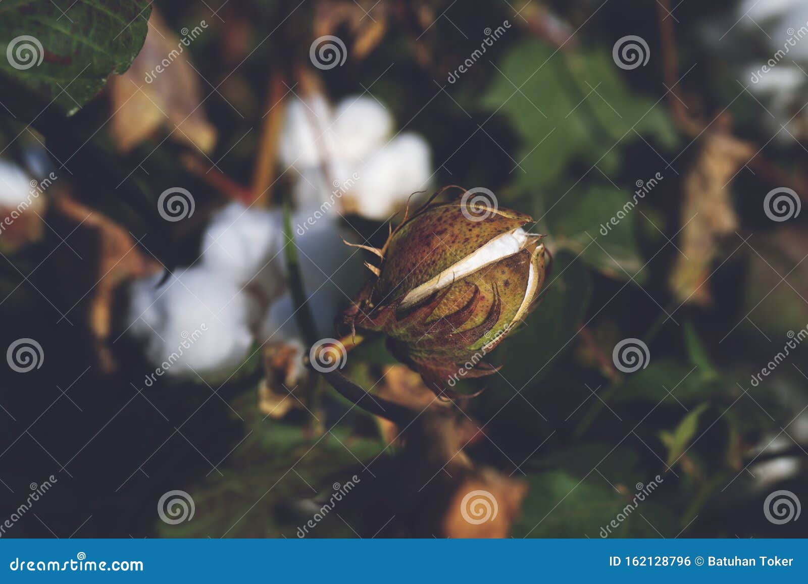 Raw Organic Cotton Growing in Field Stock Photo - Image of stem, cotton ...