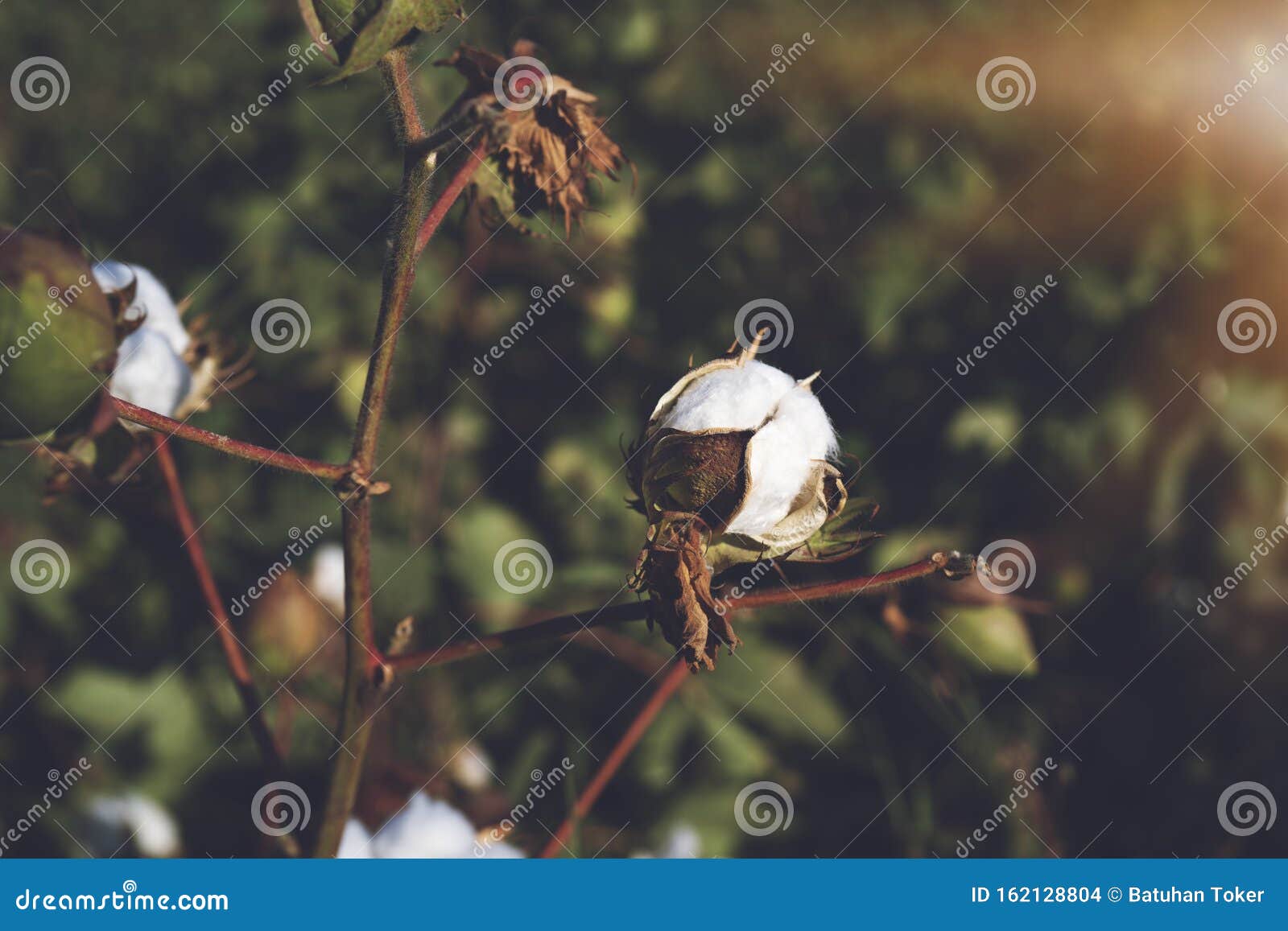 Raw Organic Cotton Growing in Field Stock Photo - Image of crop, nature ...