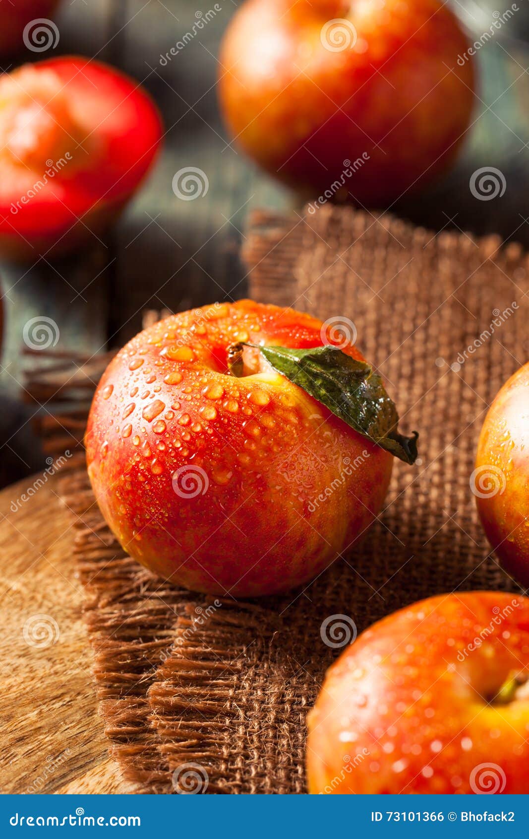 Raw Organic Dinosaur Egg Pluots Stock Photo - Image of pink, flavor ...