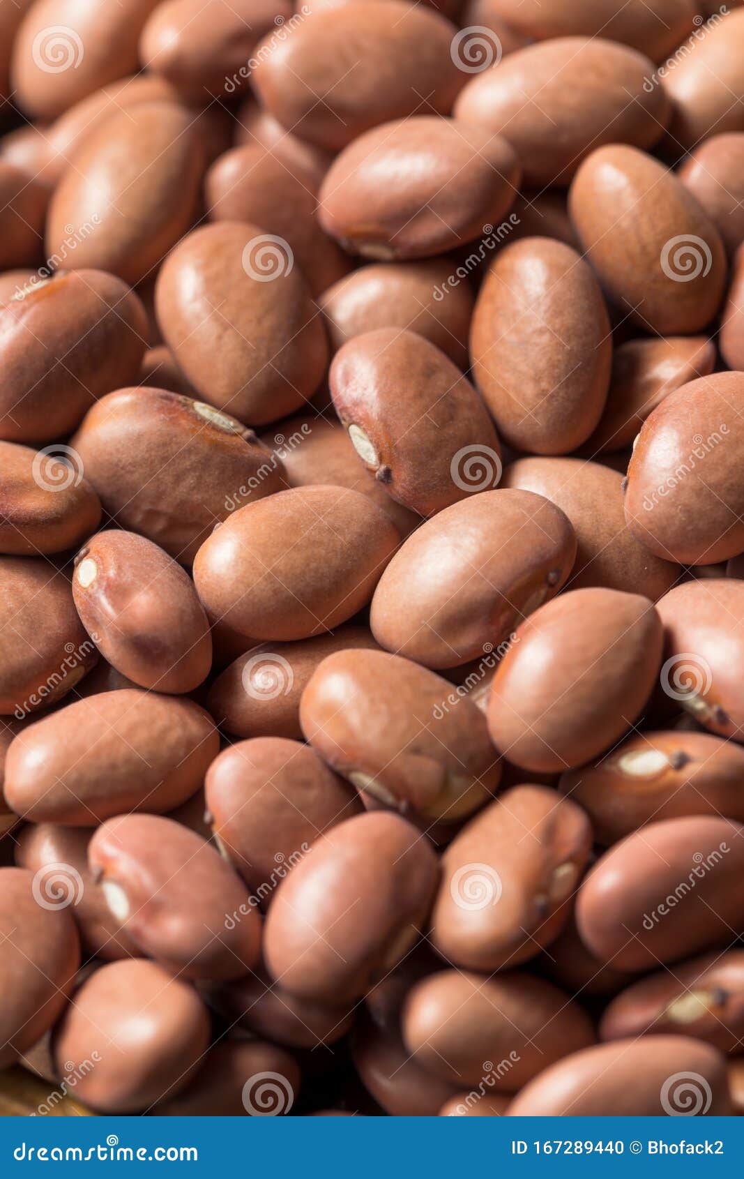 Raw Organic Dry Pink Beans stock photo. Image of delicious - 167289440