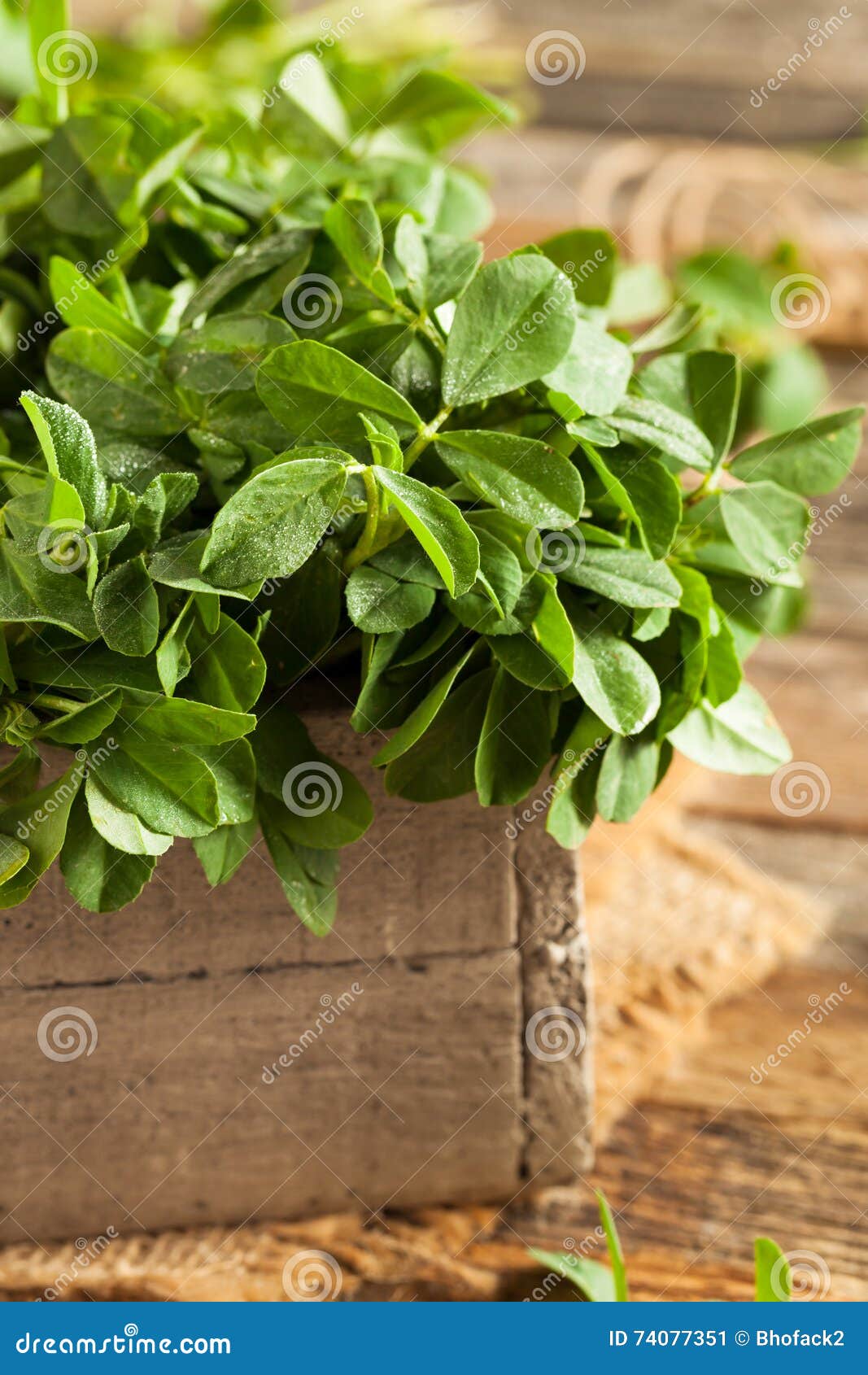 Raw Organic Fenugreek Methi Leaves Stock Image - Image of leaves, bunch ...