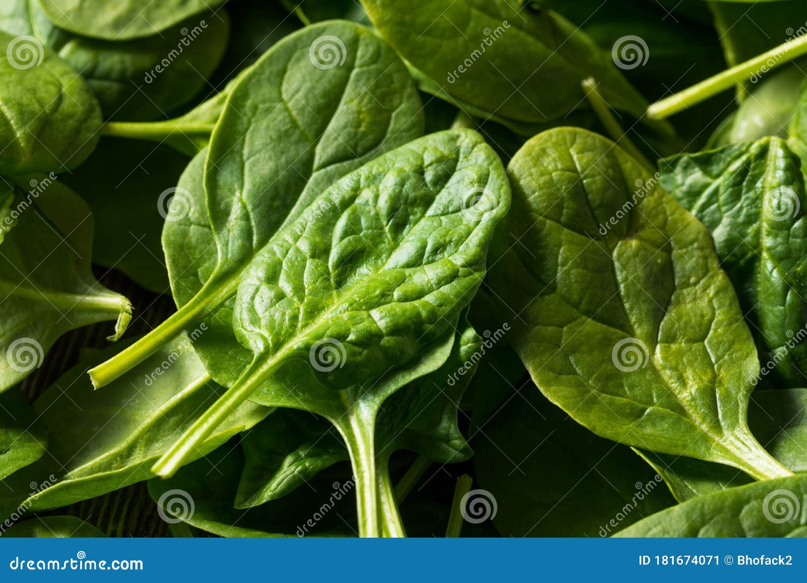 Raw Organic Fresh Baby Spinach Stock Image - Image of green, gourmet ...