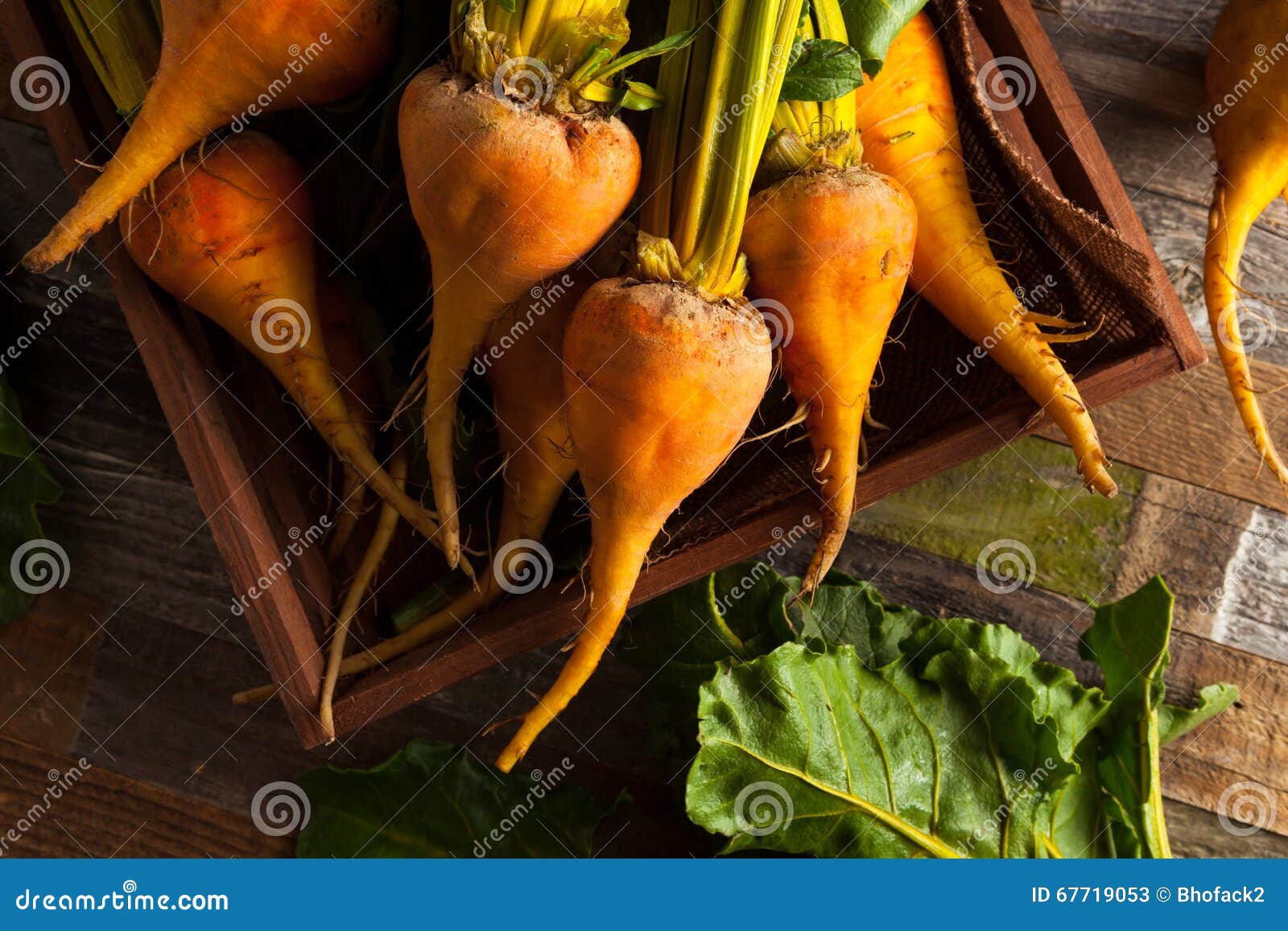 Raw Organic Golden Beets stock image. Image of ripe, health - 67719053