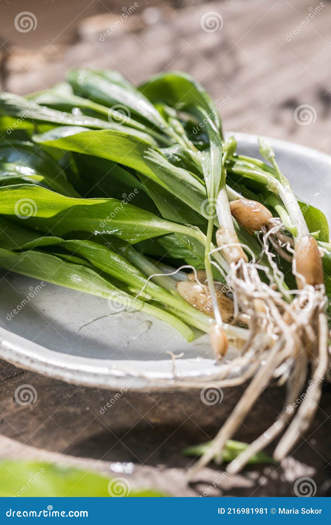 Raw Organic Green Ramps or Wild Garlic Stock Image - Image of organic ...