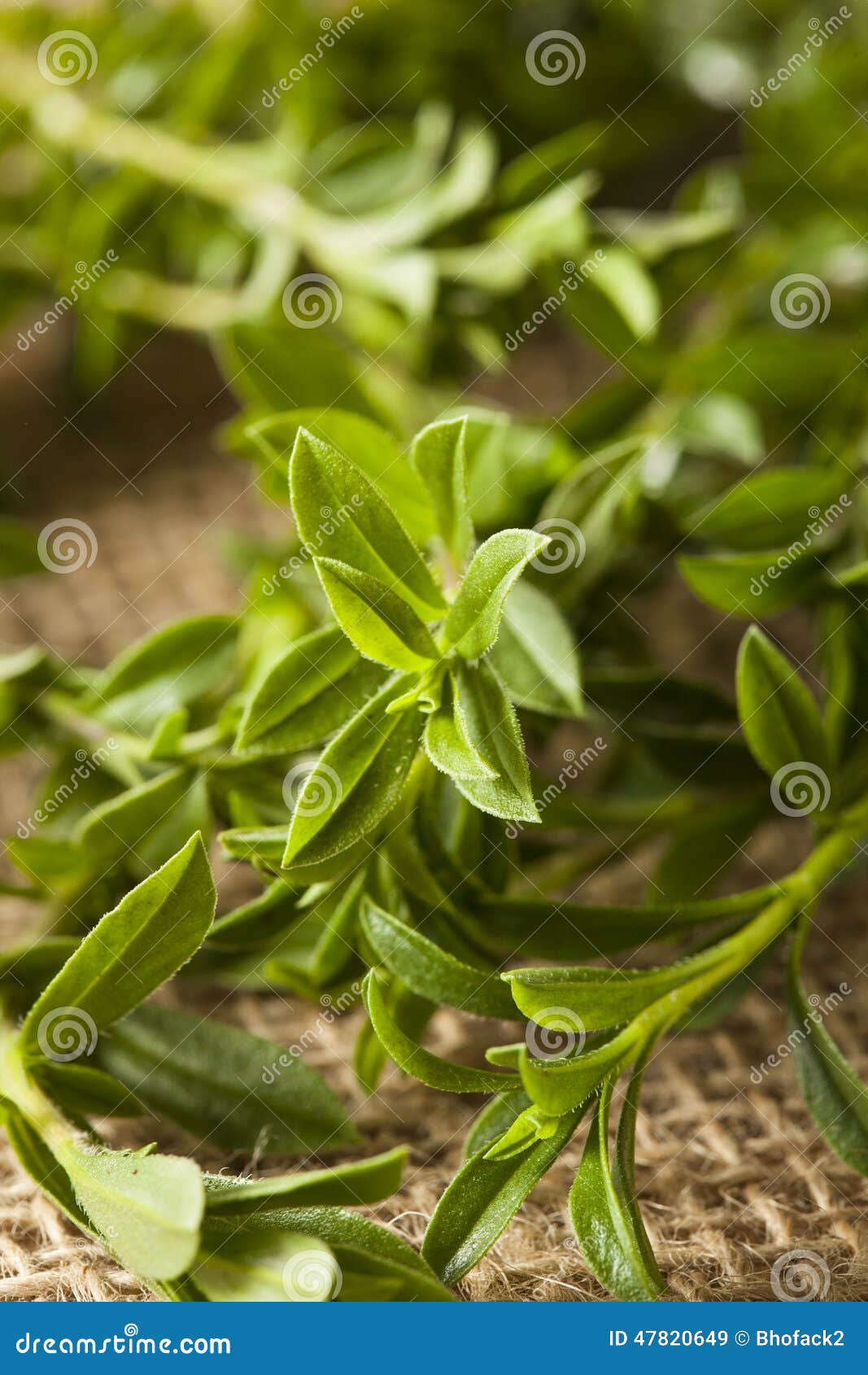 Raw Organic Green Savory stock image. Image of seasoning - 47820649