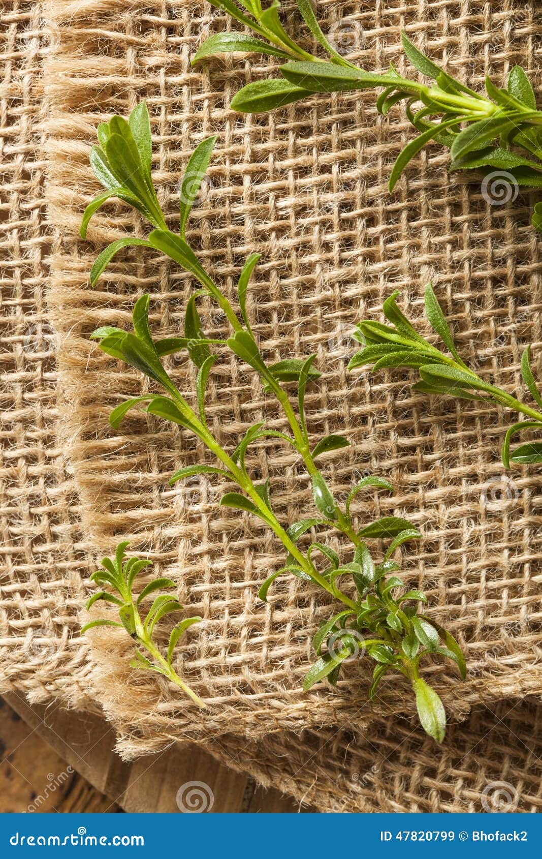 Raw Organic Green Savory stock image. Image of spice - 47820799