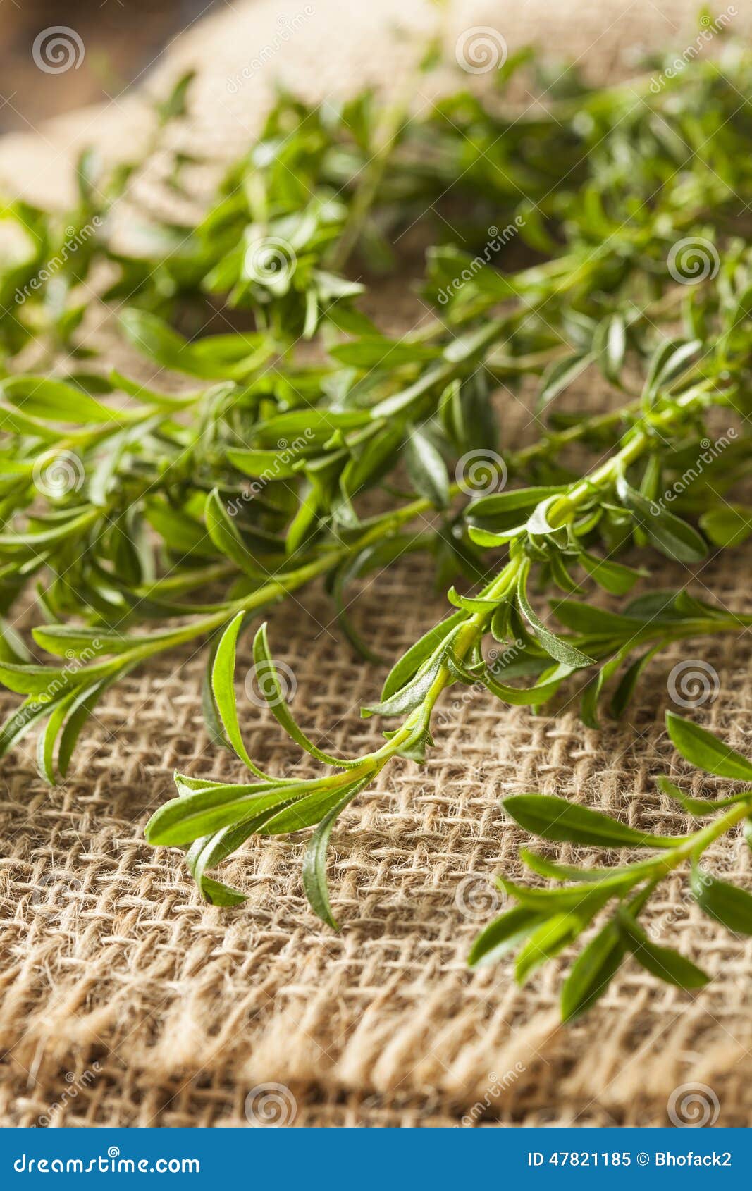 Raw Organic Green Savory stock image. Image of nutrition - 47821185