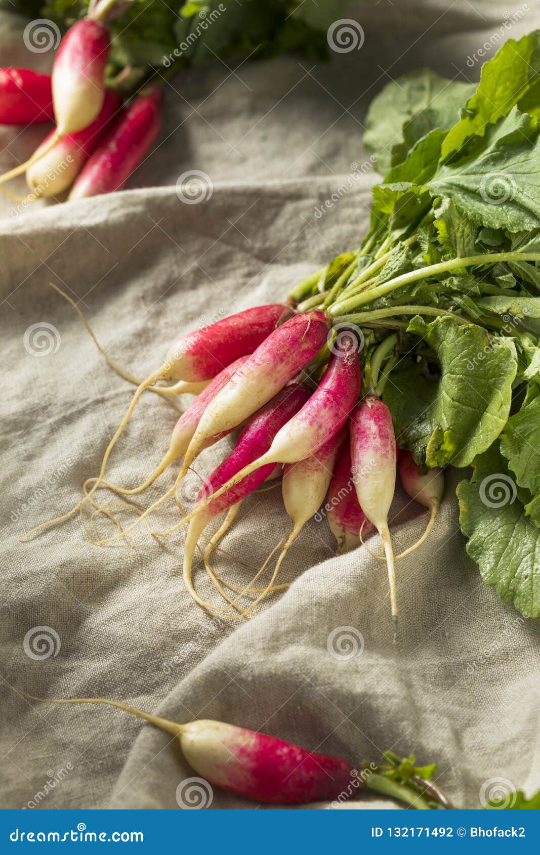 Raw Organic Long Breakfast Radishes Stock Photo - Image of bundle ...