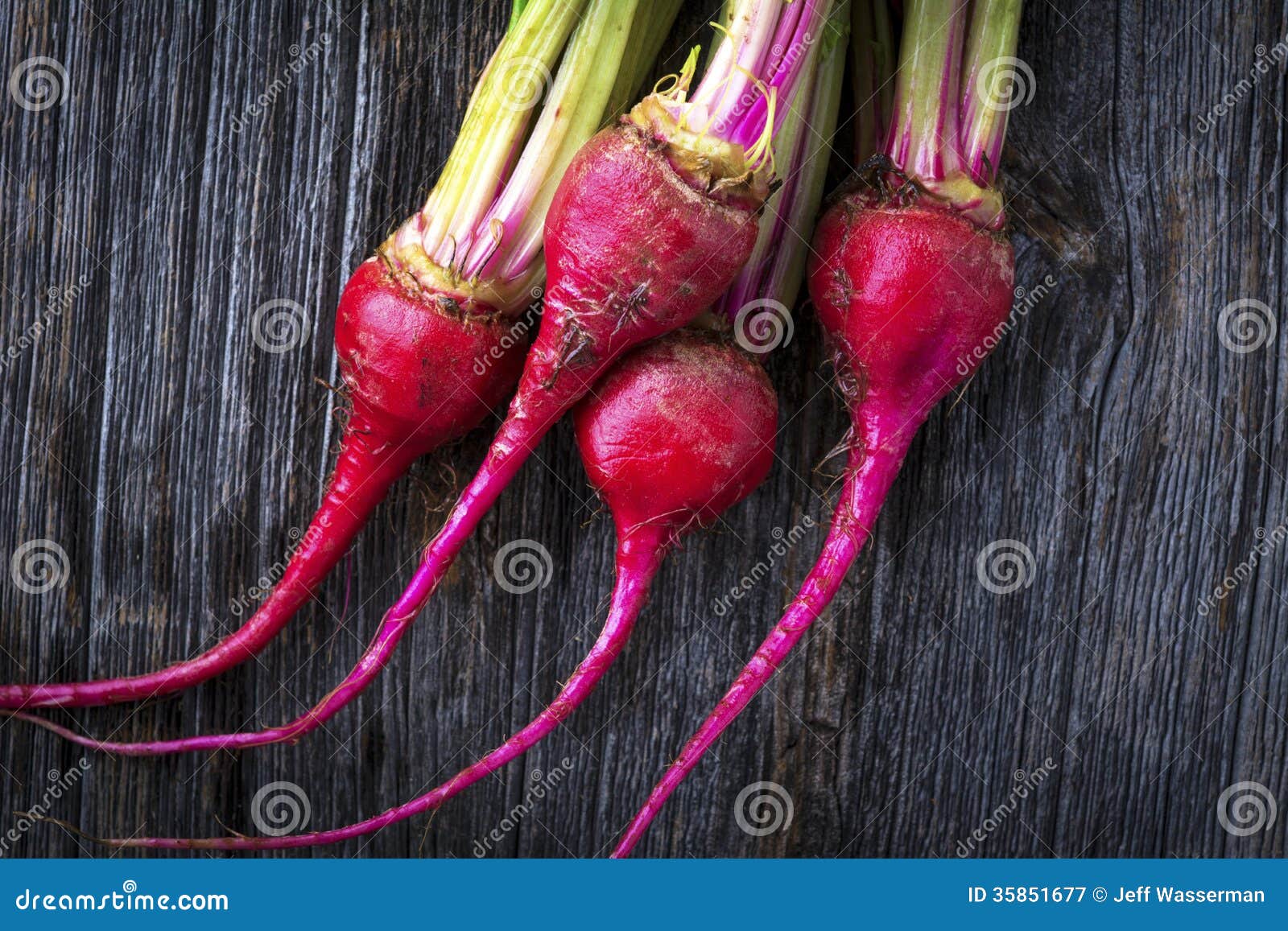 Raw Organic Miniature Red Candy Stripe Beets Stock Image - Image of ...