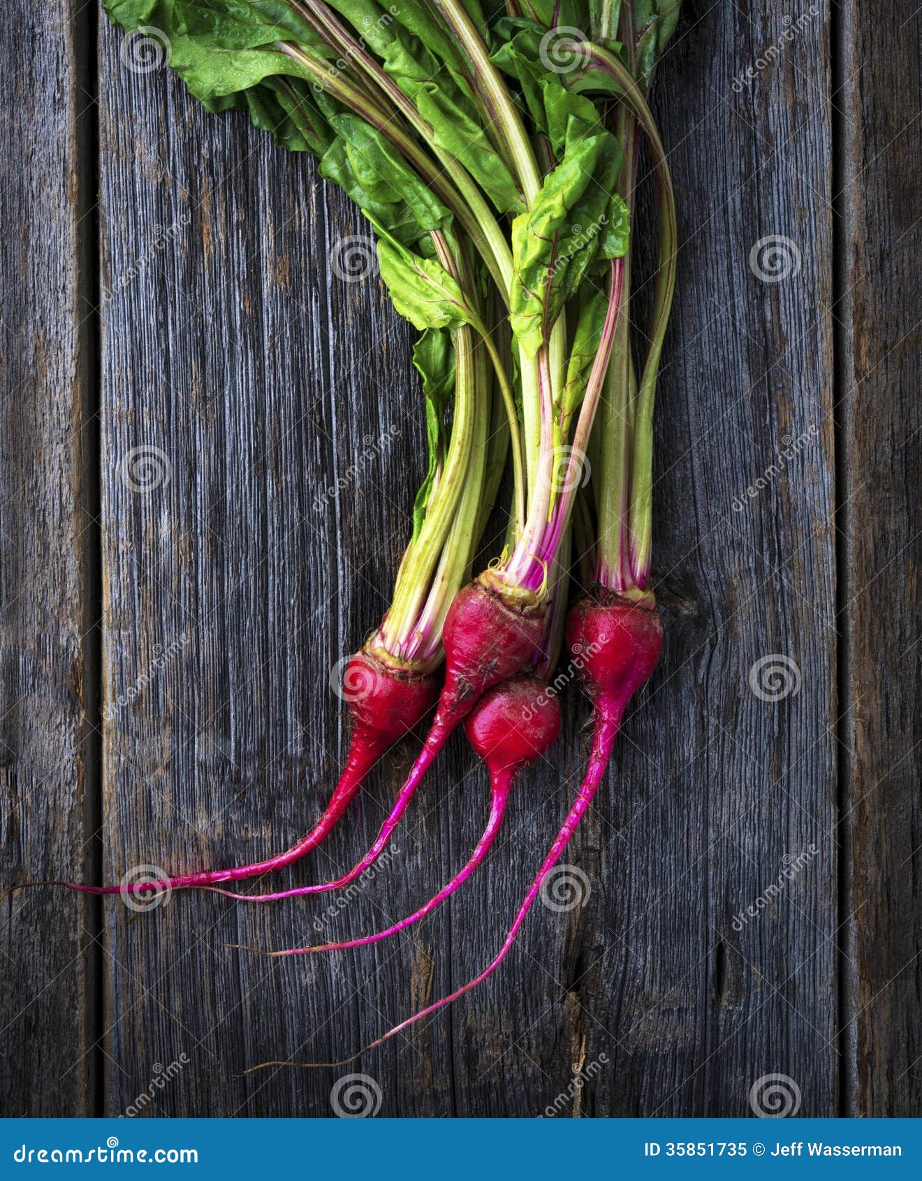 Raw Organic Miniature Red Candy Stripe Beets Stock Image - Image of ...