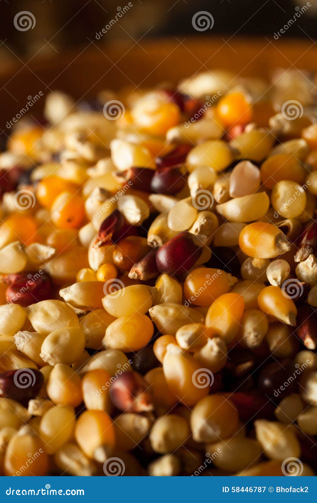 Raw Organic Multi Colored Calico Popcorn Stock Image - Image of edible ...