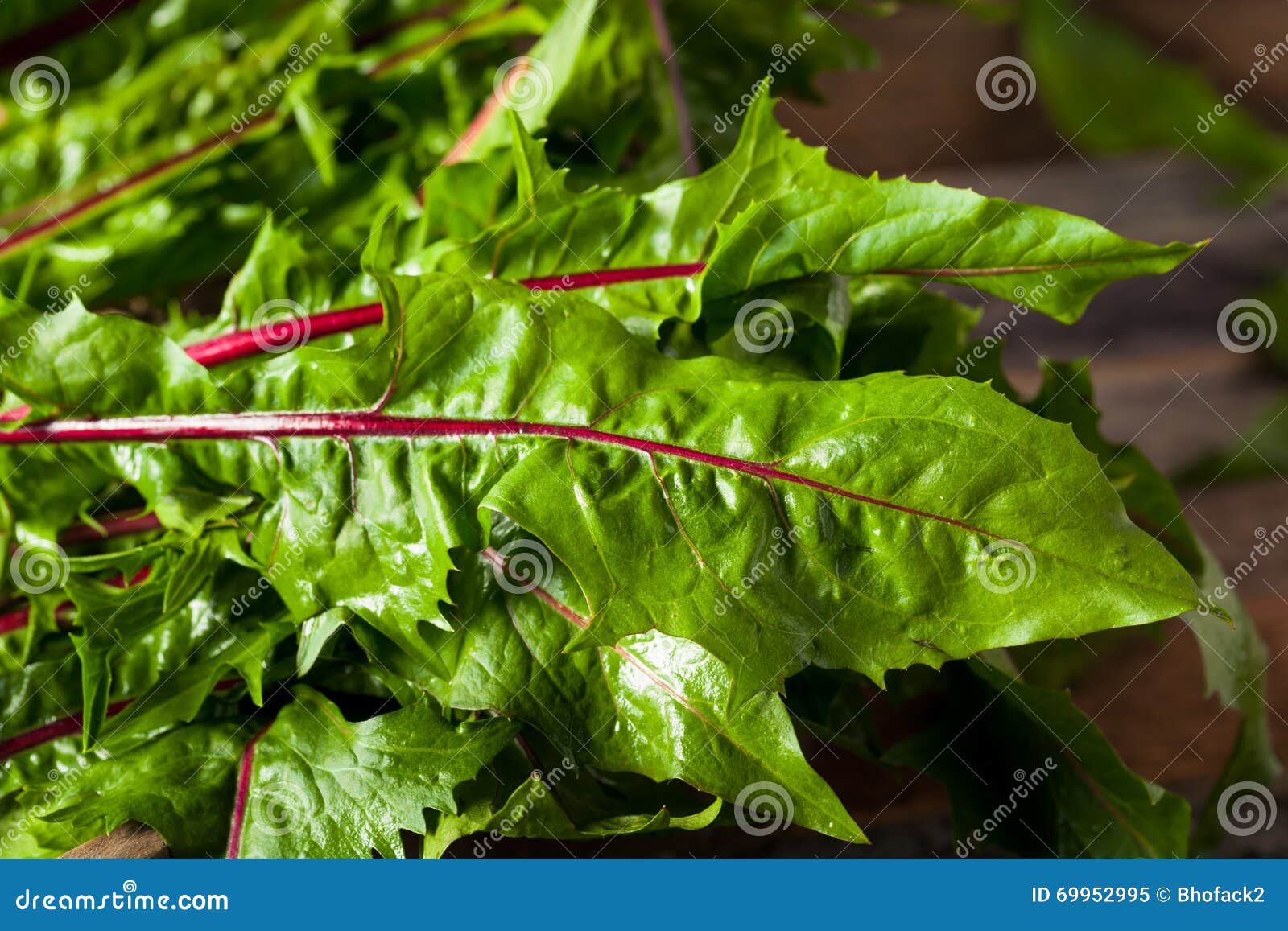 Raw Organic Red Dandelion Greens Stock Image - Image of dandelions ...