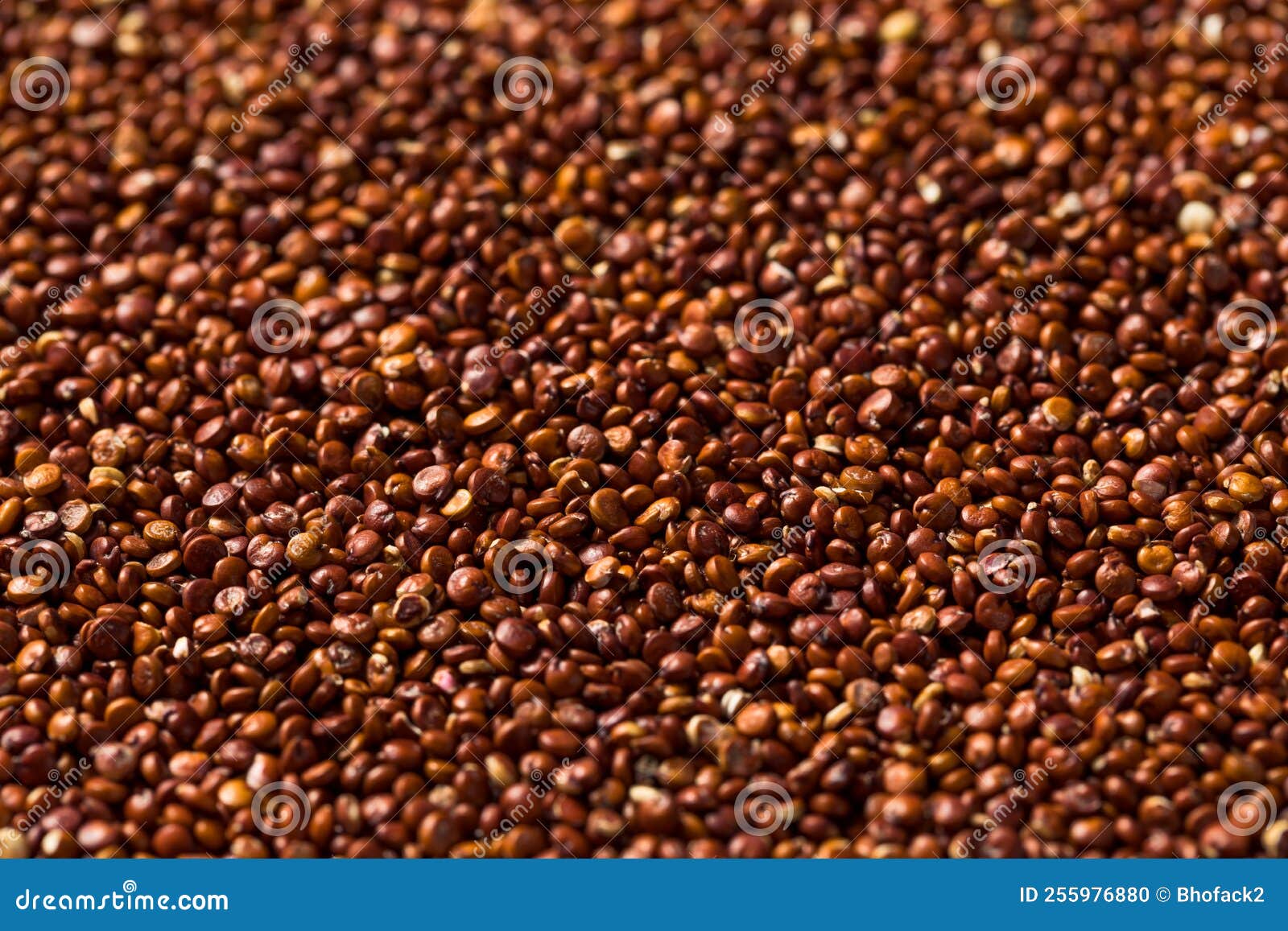 Raw Organic Red Quinoa Seed Stock Photo - Image of superfood, cereal ...