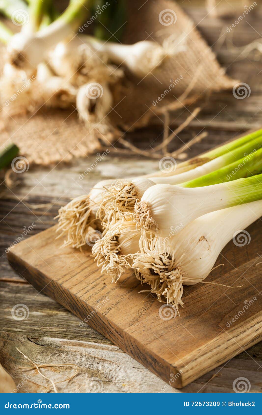 Raw Organic Spring Garlic stock image. Image of herbs - 72673209