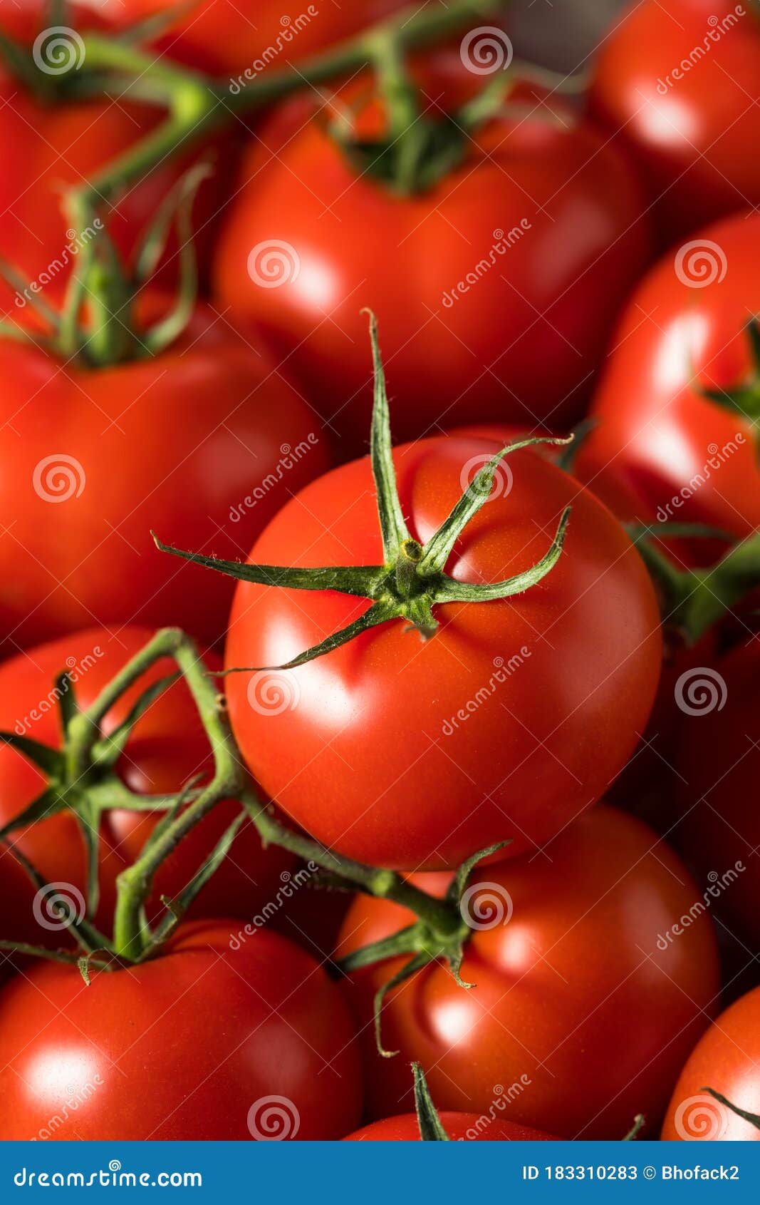 Raw Organic Vine Ripe Red Tomatoes Stock Image - Image of summer ...