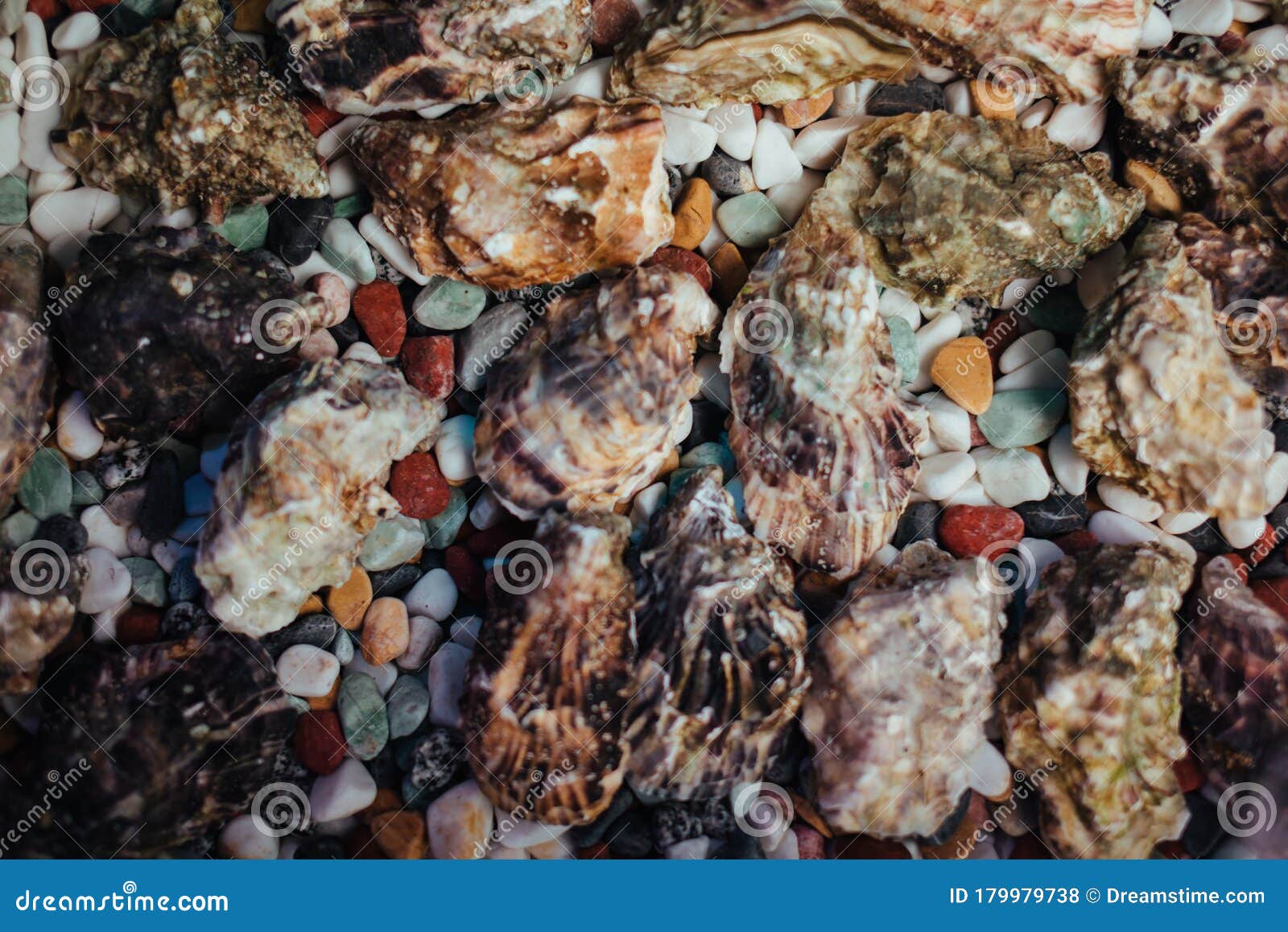 Raw Oysters in the Water for Background. Stock Photo - Image of ...
