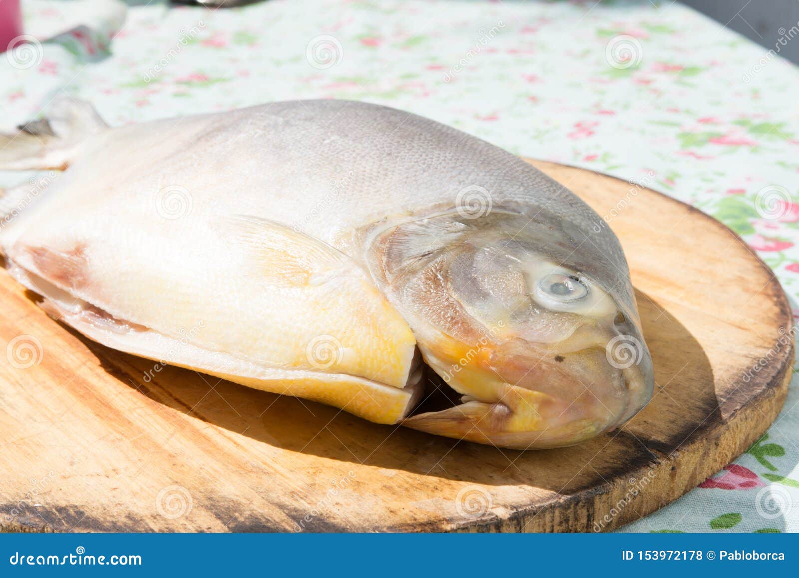 Raw Pacu fish Close up stock photo. Image of fresh, fish - 153972178