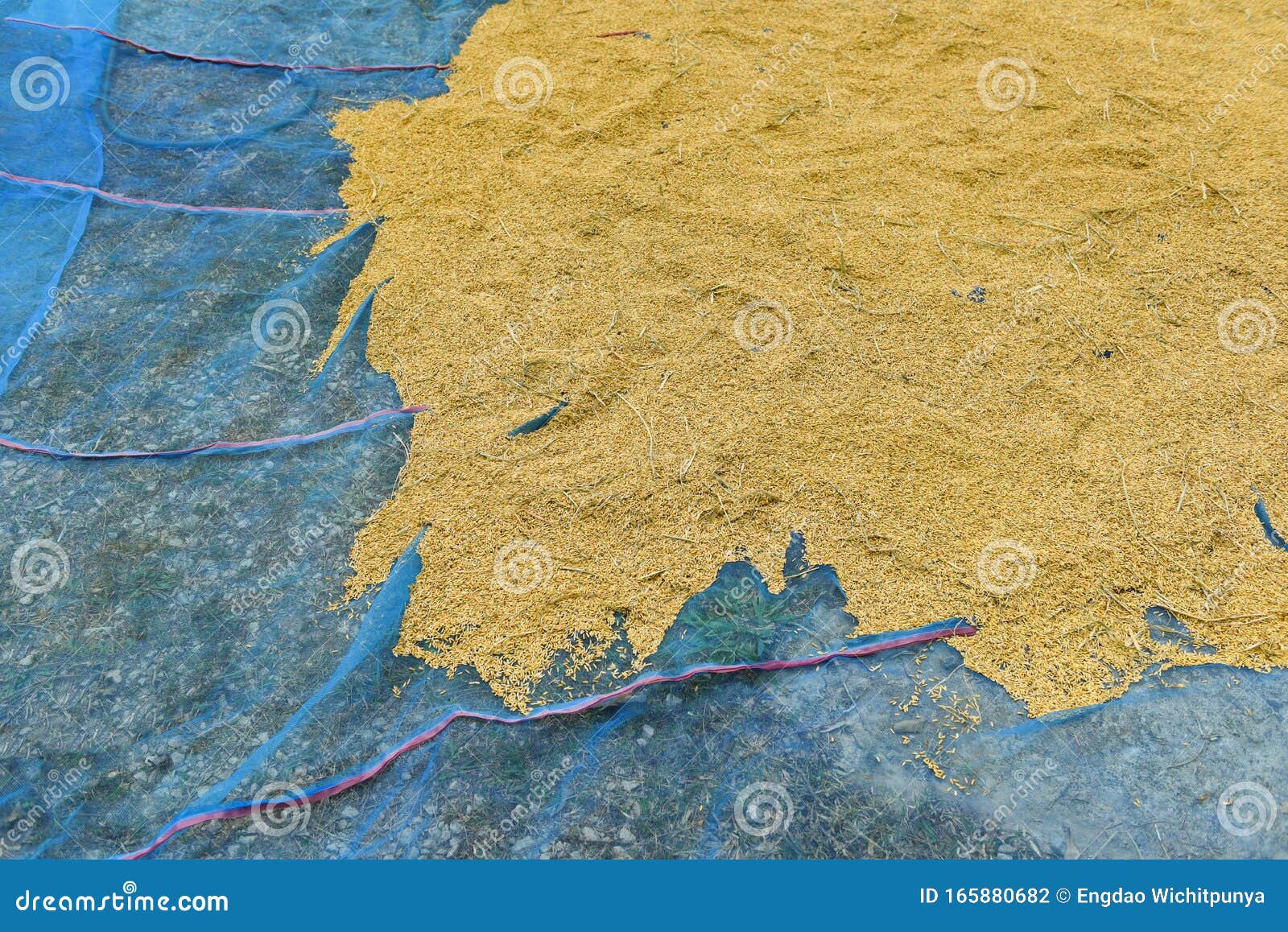 Raw Paddy Dry Rice Seed Grain Dried - Milling Rice Concept Stock Photo ...