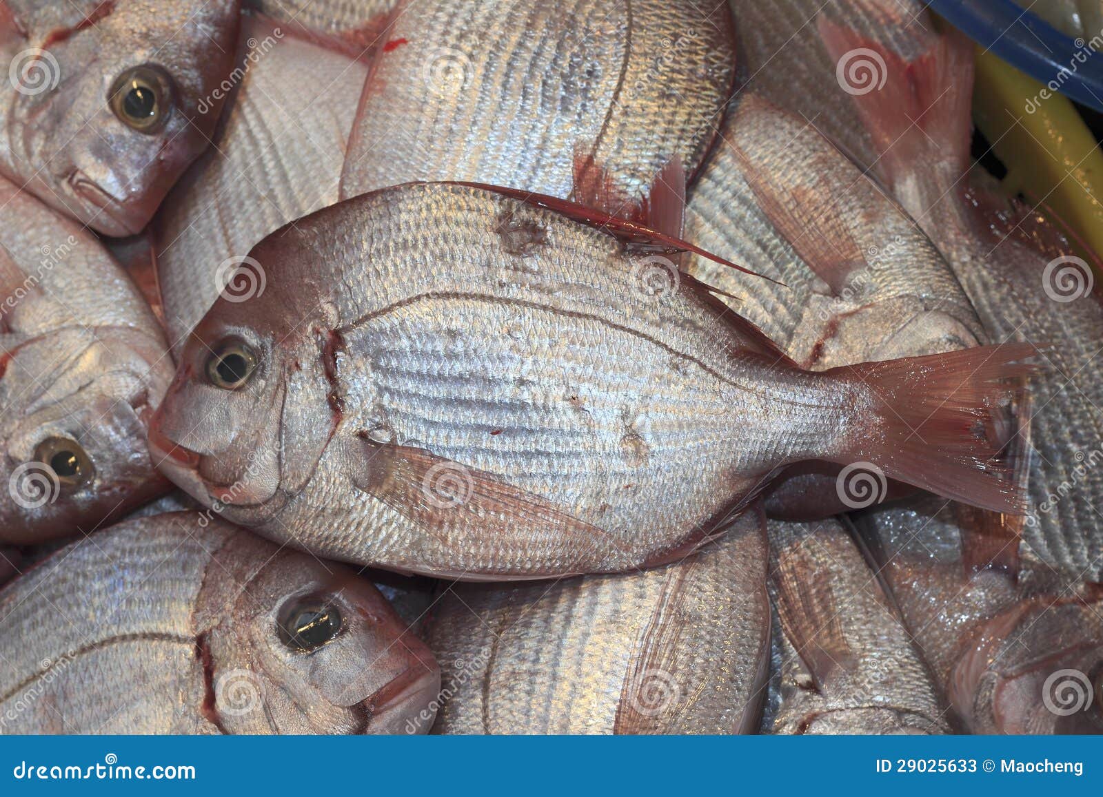 Raw pagellus erythrinus stock image. Image of selling - 29025633