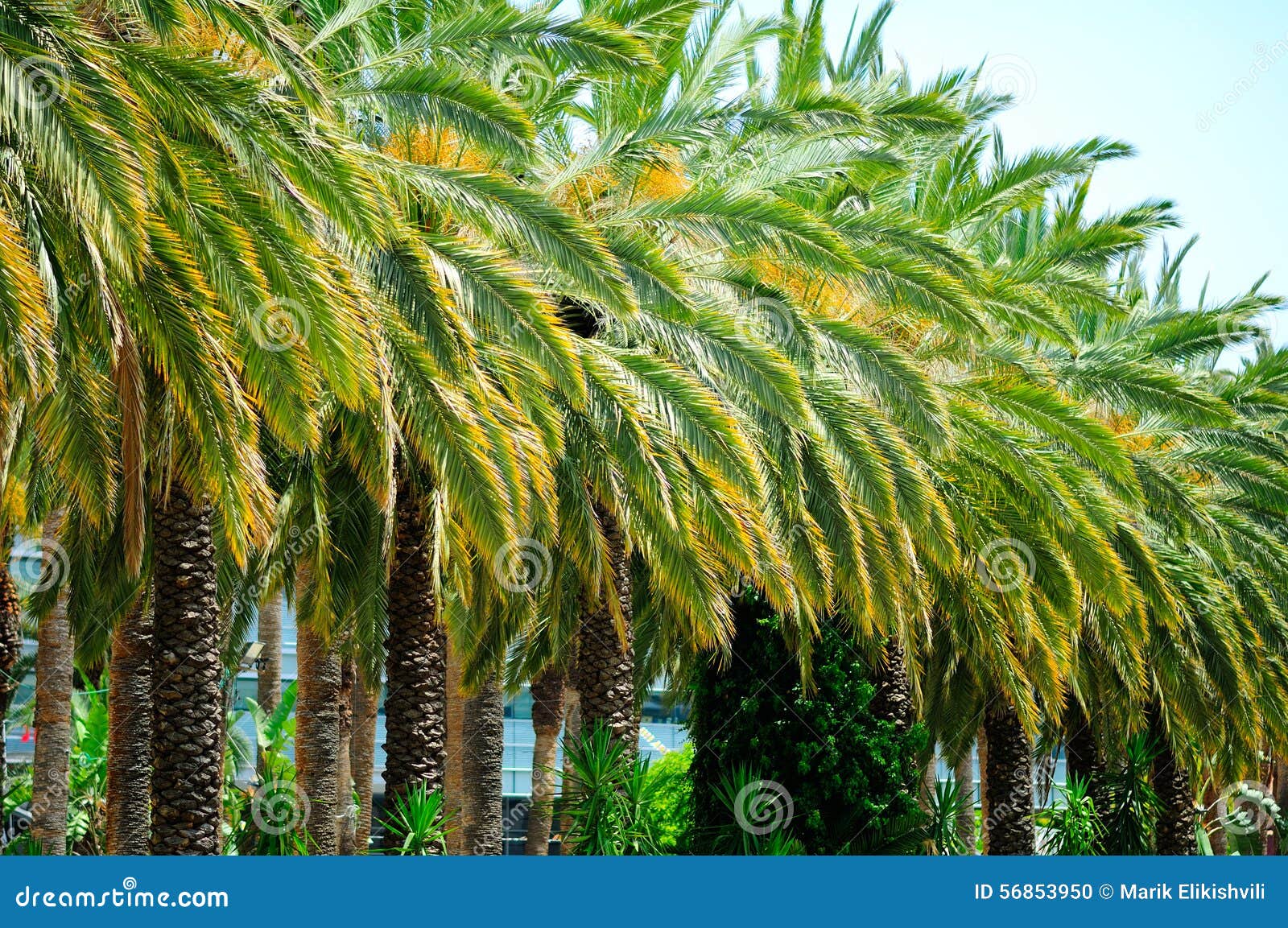 Palm green trees stock photo. Image of plants, colors - 56853950