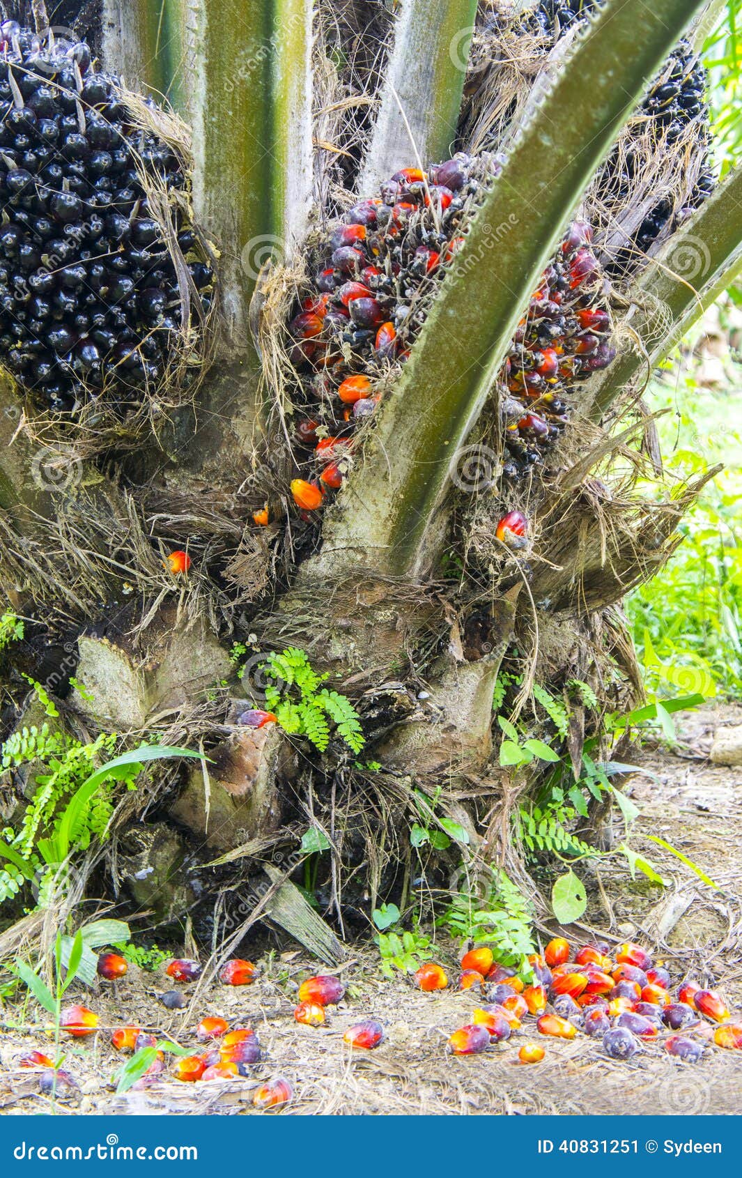 Raw palm oil fruit stock image. Image of leaf, palm, asia - 40831251