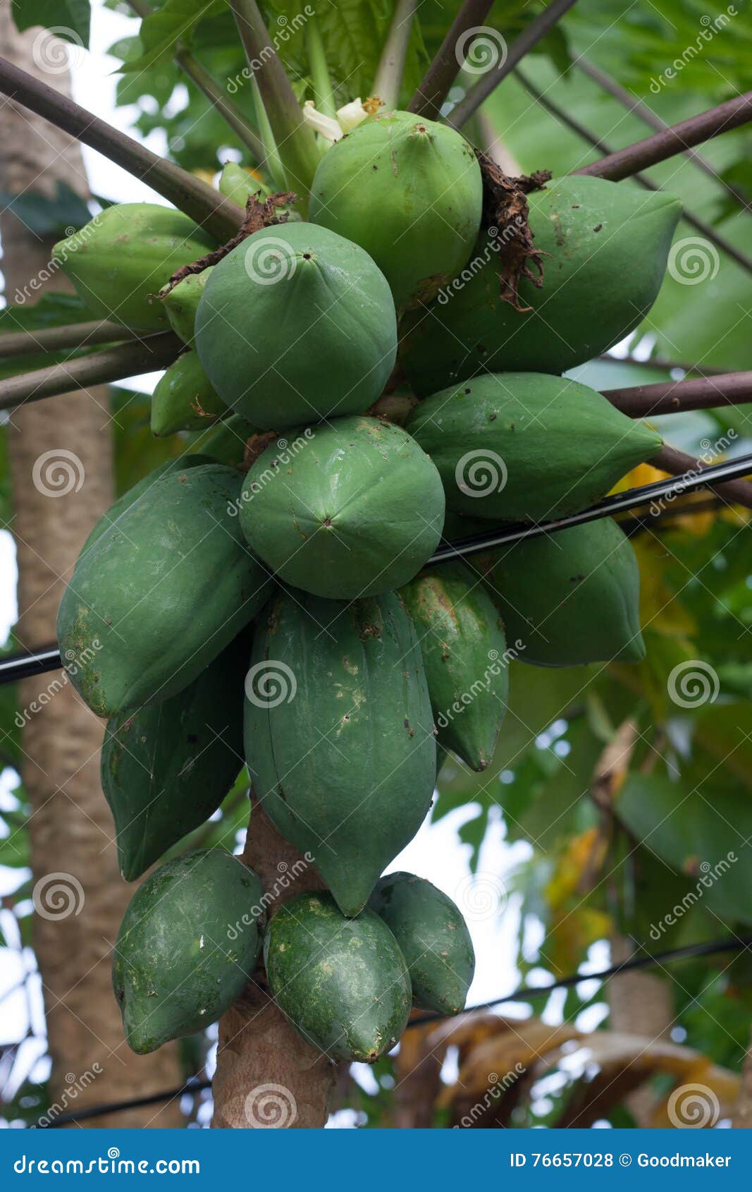 Raw papaya stock photo. Image of nutrition, fruit, background - 76657028