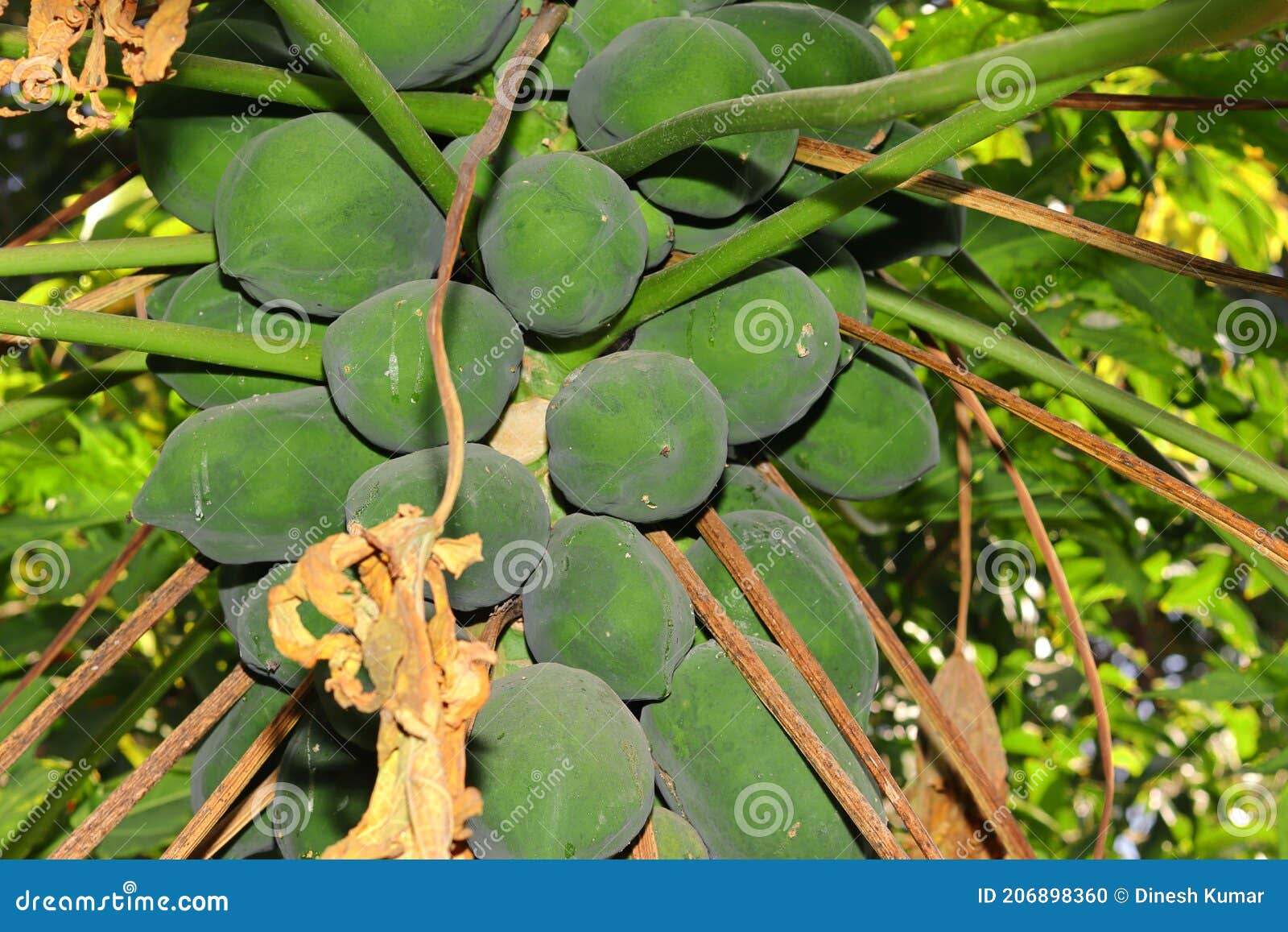 Raw papaya on papaya tree stock photo. Image of background - 206898360